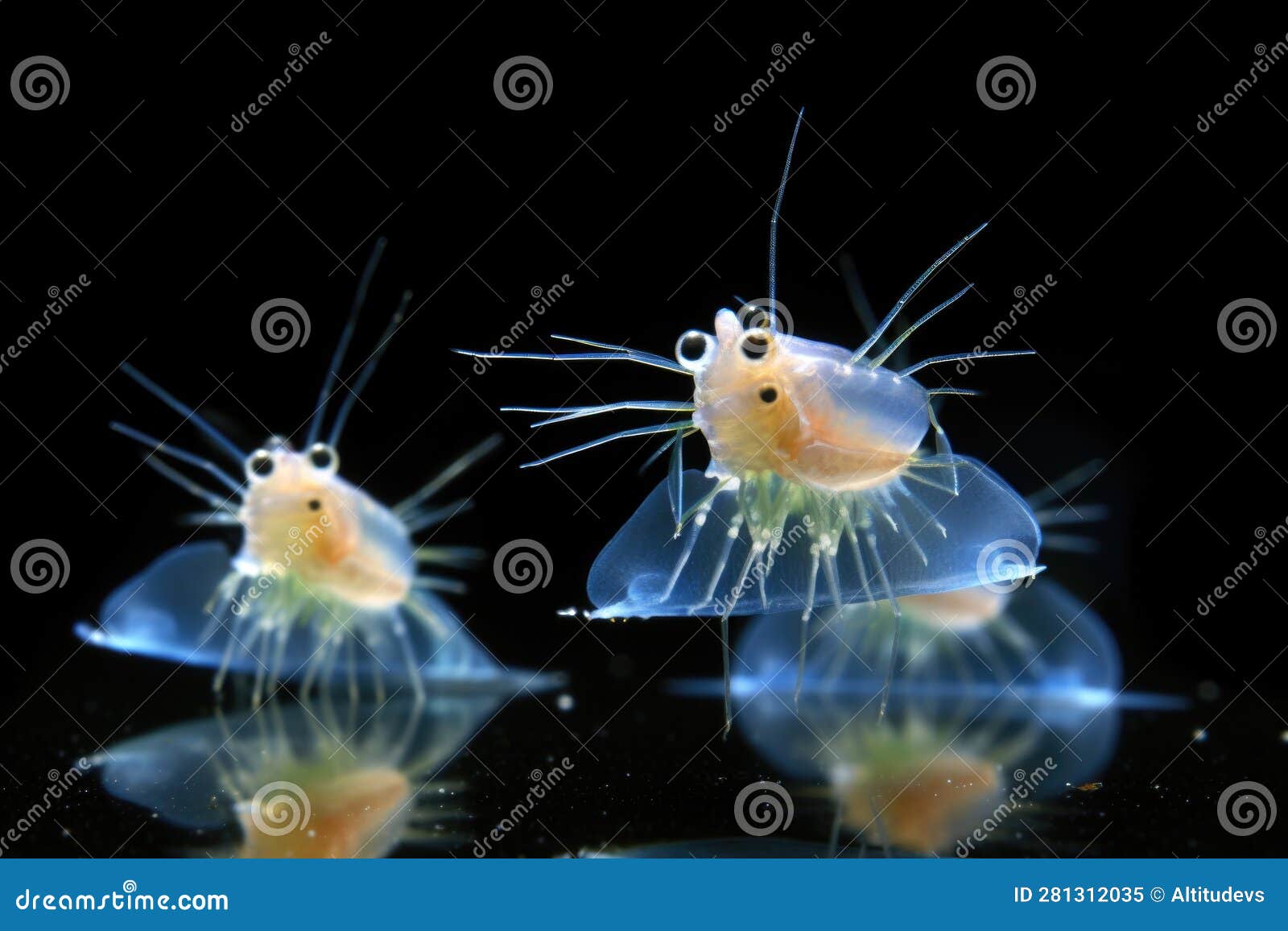 Water Fleas Daphnia Filtering Particles From The Water Stock Photo ...