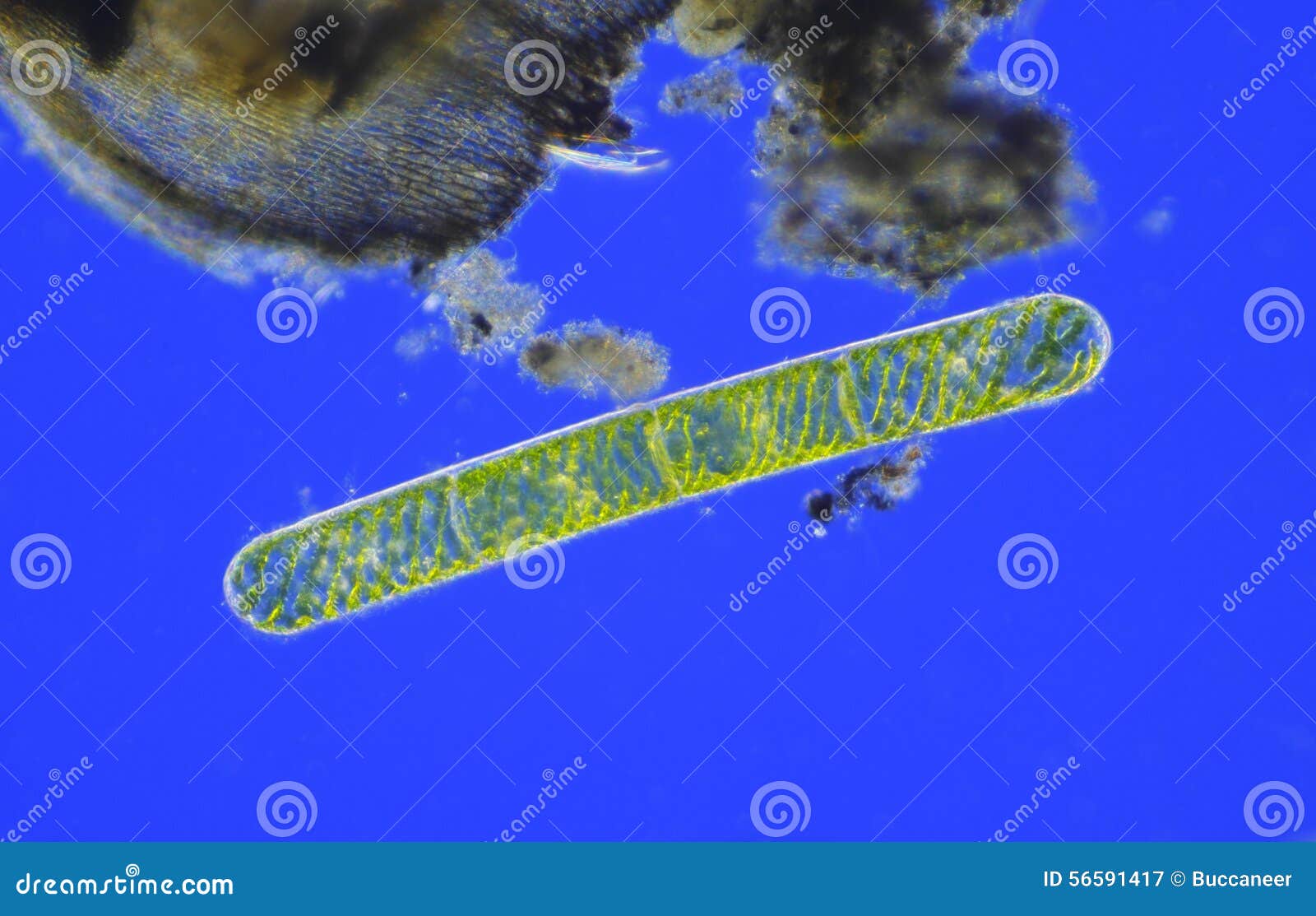 Microscopic View of Young Green Algae (Spirogyra) Cells Stock Image ...