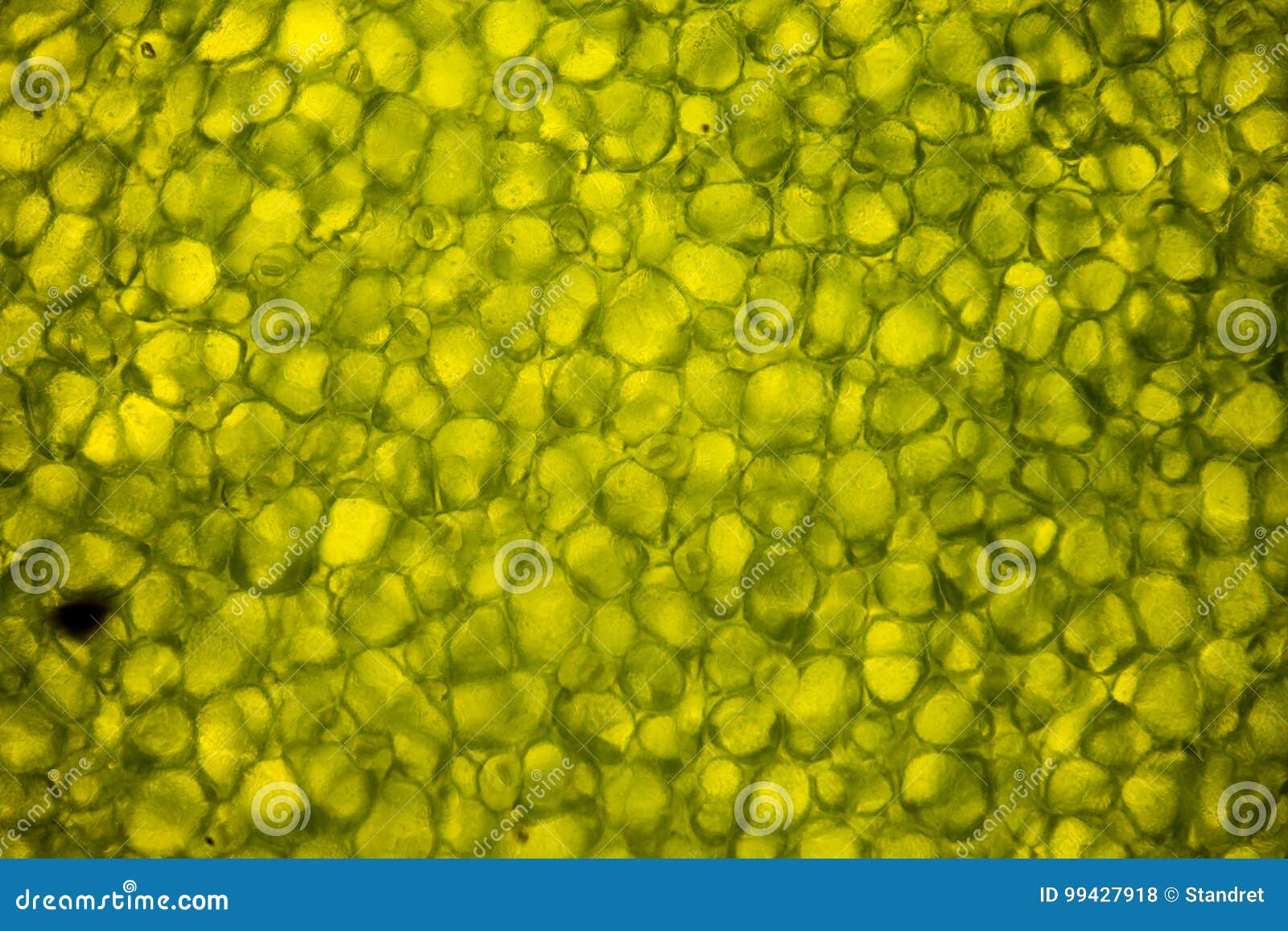 Leaf Cells Under Microscope. Micrograph, Leaf Under A Microscope, Organ ...