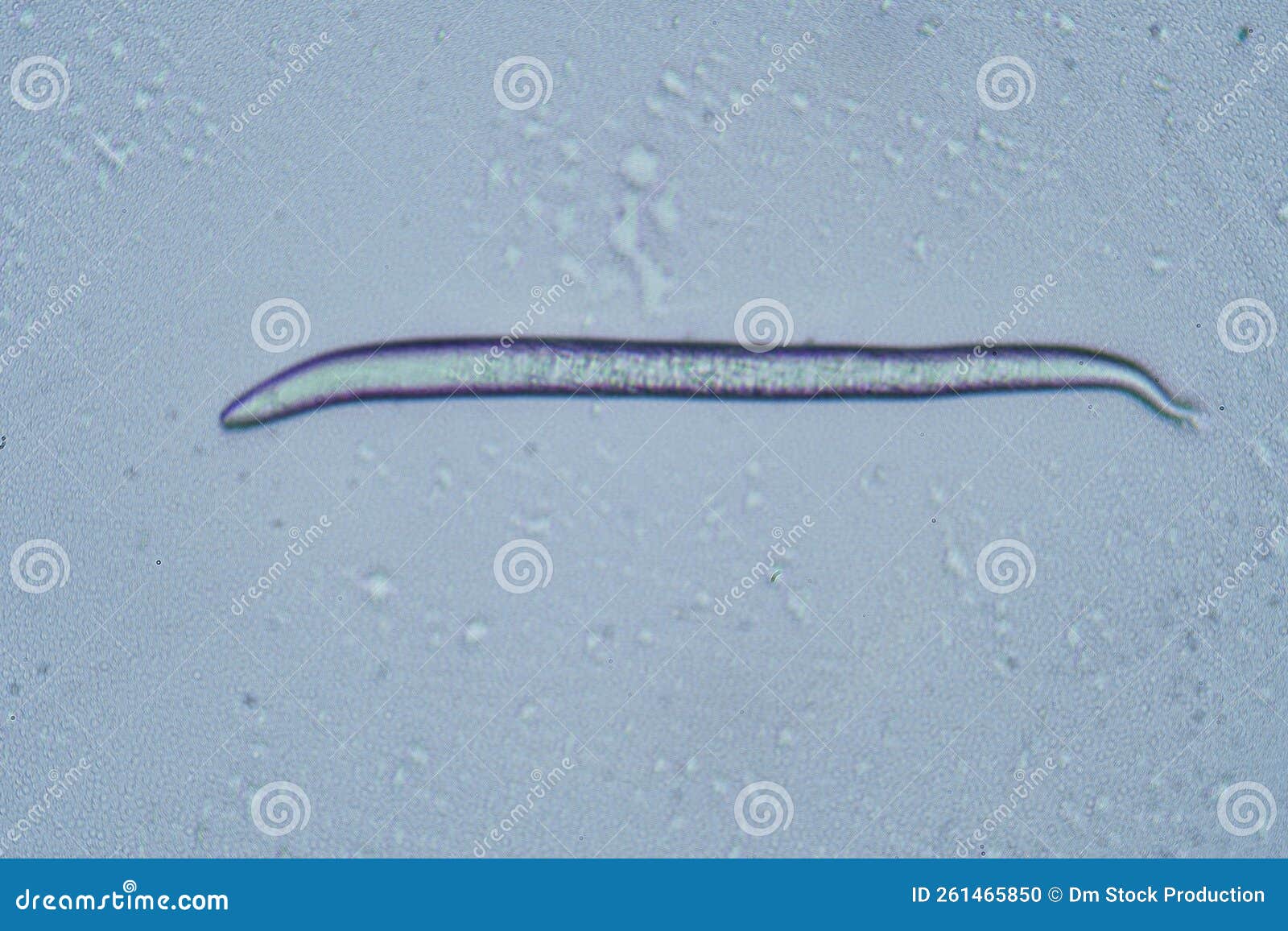 Nematode or roundworm stock photo. Image of freshwater - 261465850