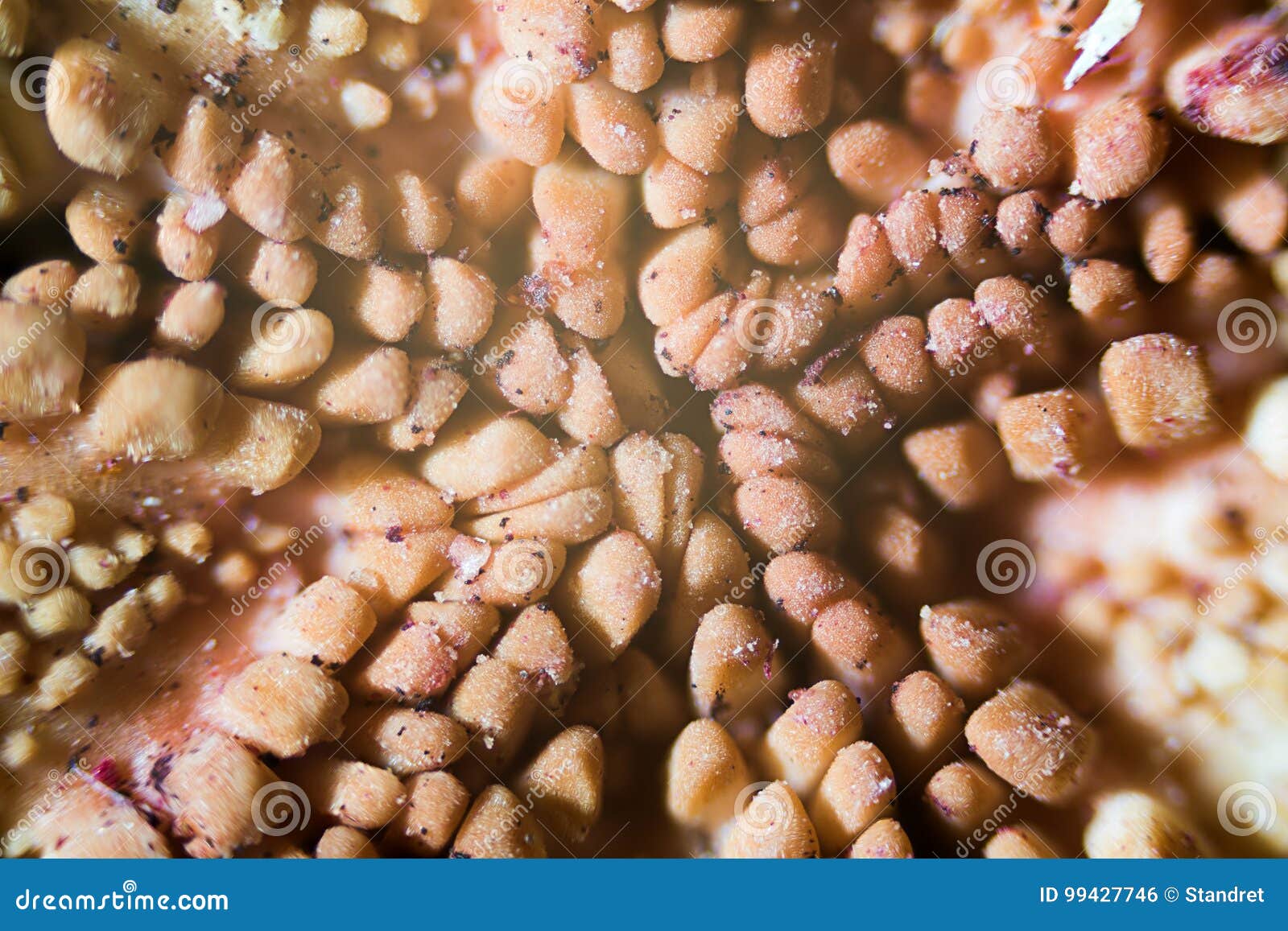 Red Starfish Under the Microscope Stock Photo - Image of closeup ...