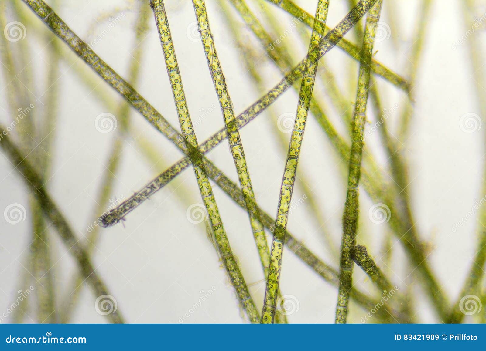 Microscopic Zygnema Algae Detail Stock Image - Image of botany ...