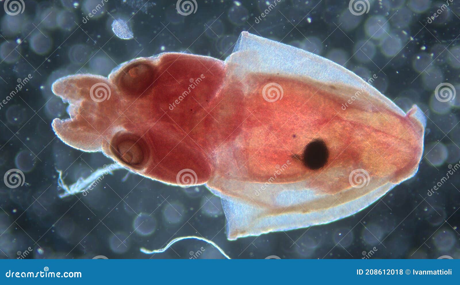 Microscopical Image of a Young Sepia Stock Photo - Image of microscope ...