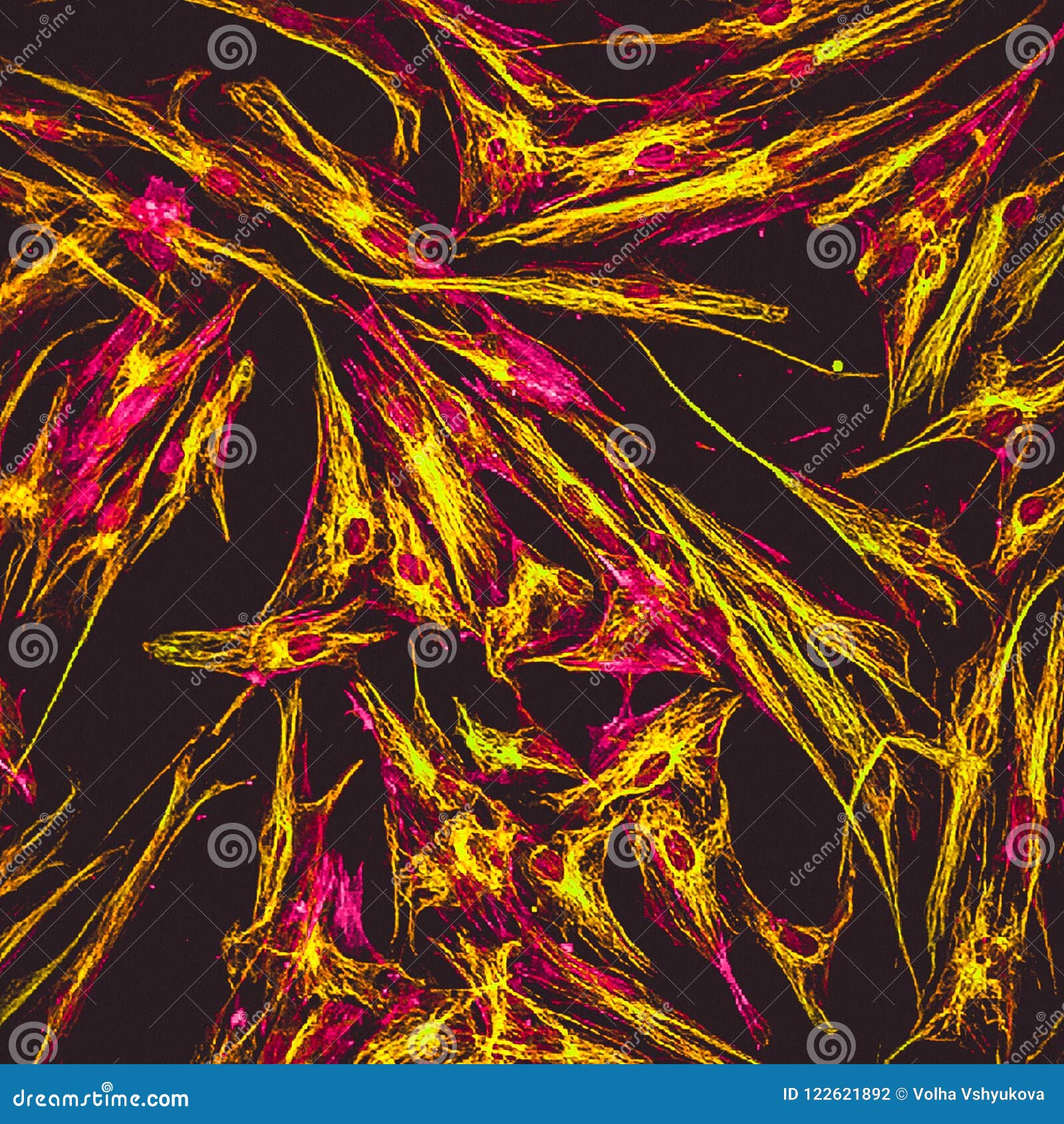 Microscopie Confocal Des Cellules De Fibroblaste Photo stock - Image du ...