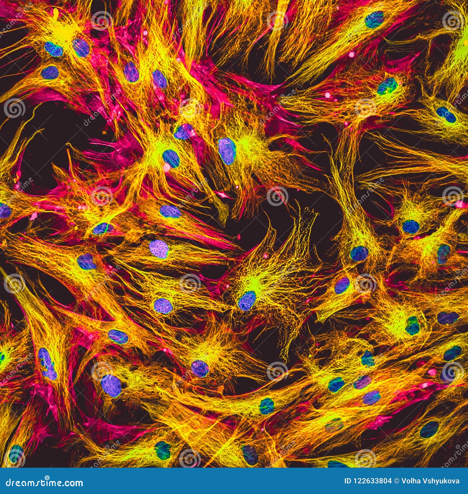 Microscopie Confocal Des Cellules De Fibroblaste Photo stock - Image du ...