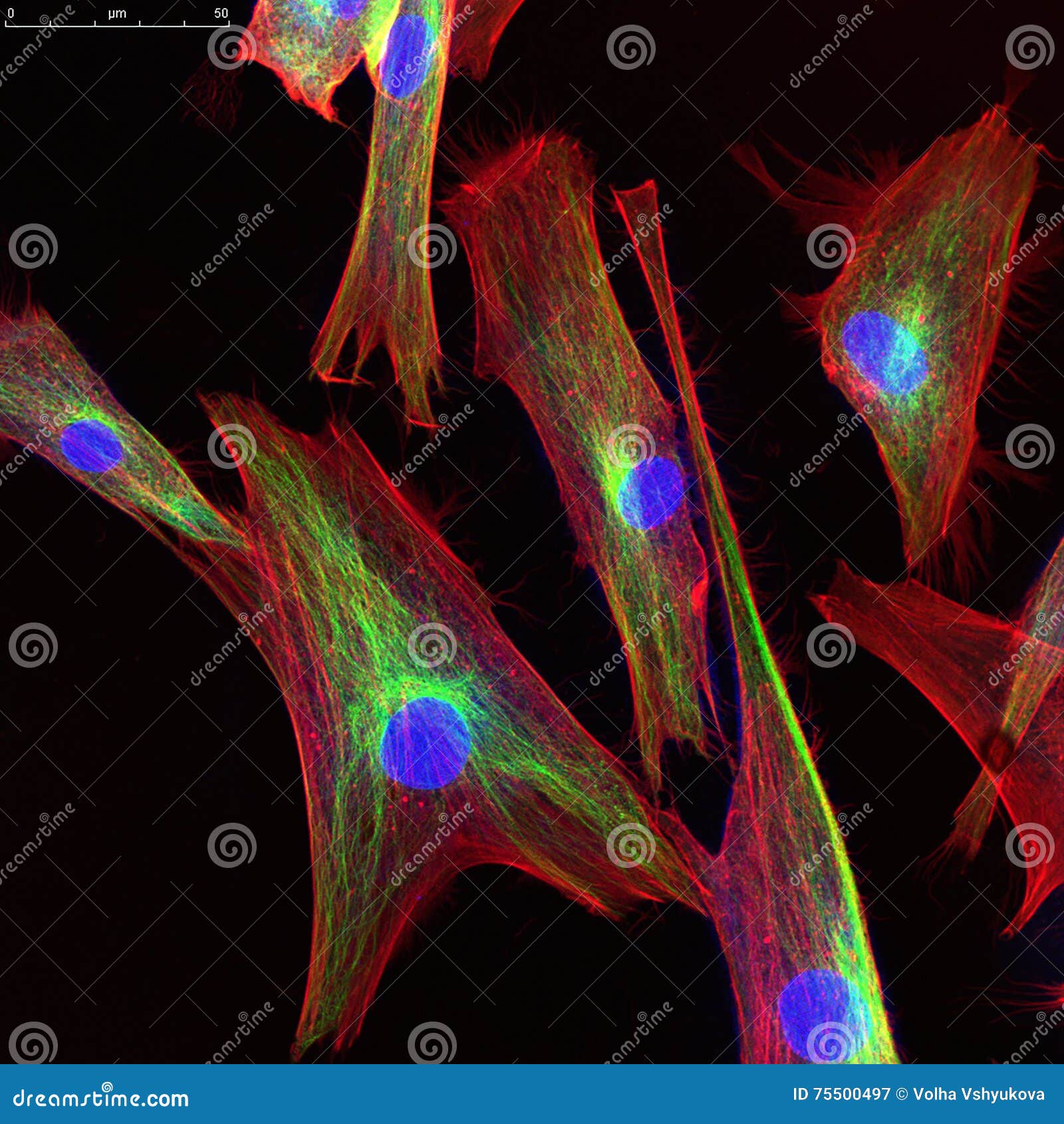 Microscopie Confocal Des Cellules De Fibroblaste Image stock - Image du ...