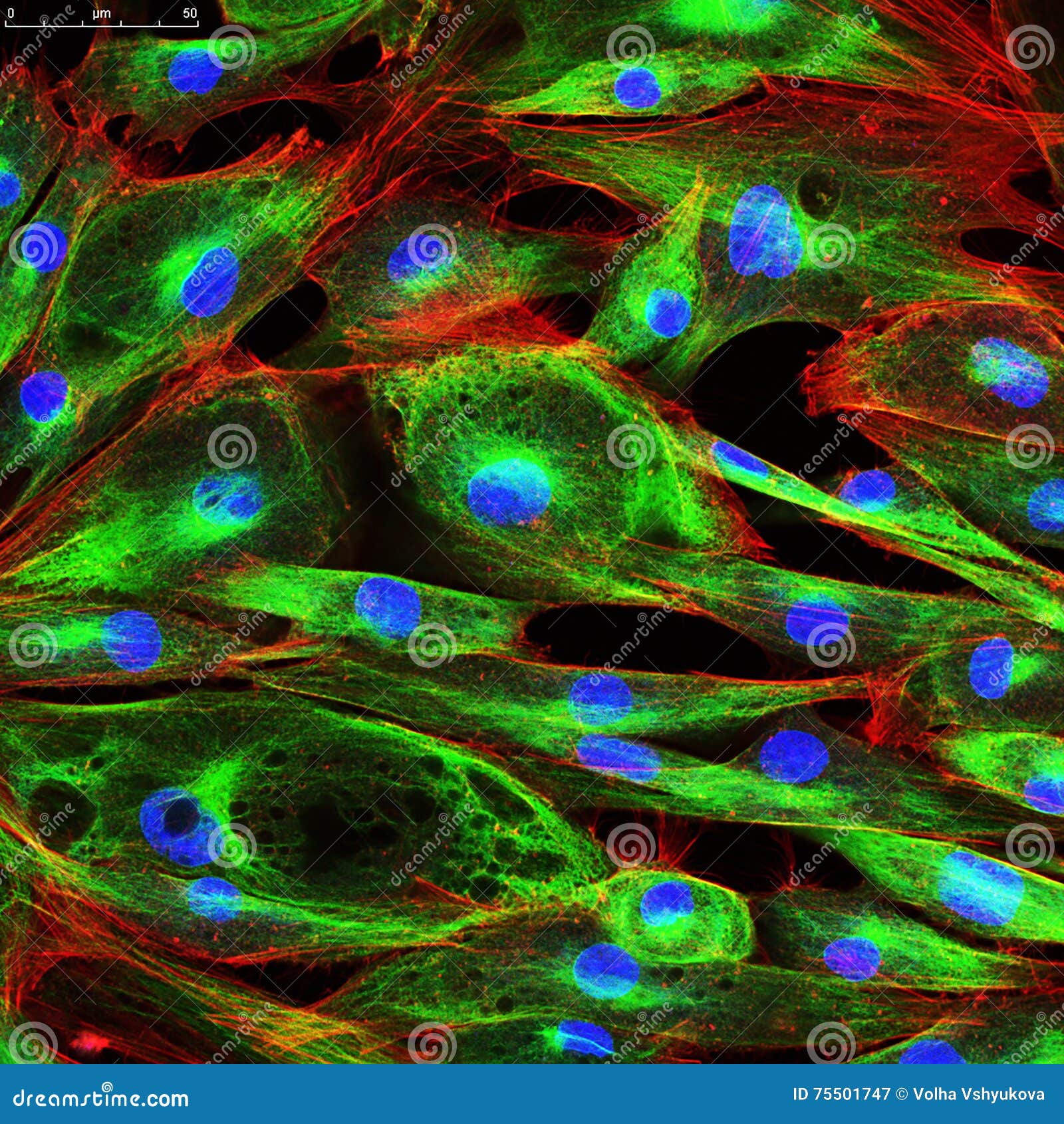 Microscopie Confocal Des Cellules De Fibroblaste Image stock - Image du ...