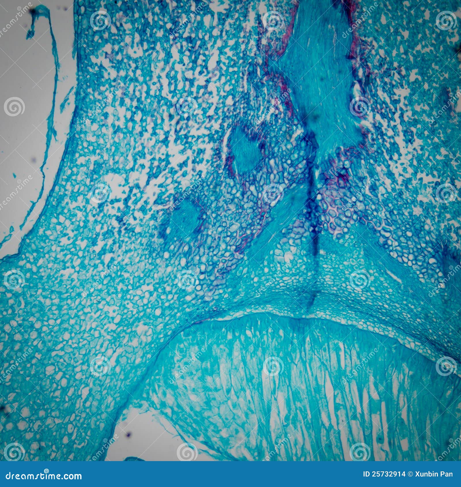 Microscopy corn embryo stock photo. Image of maize, micrograph - 25732914