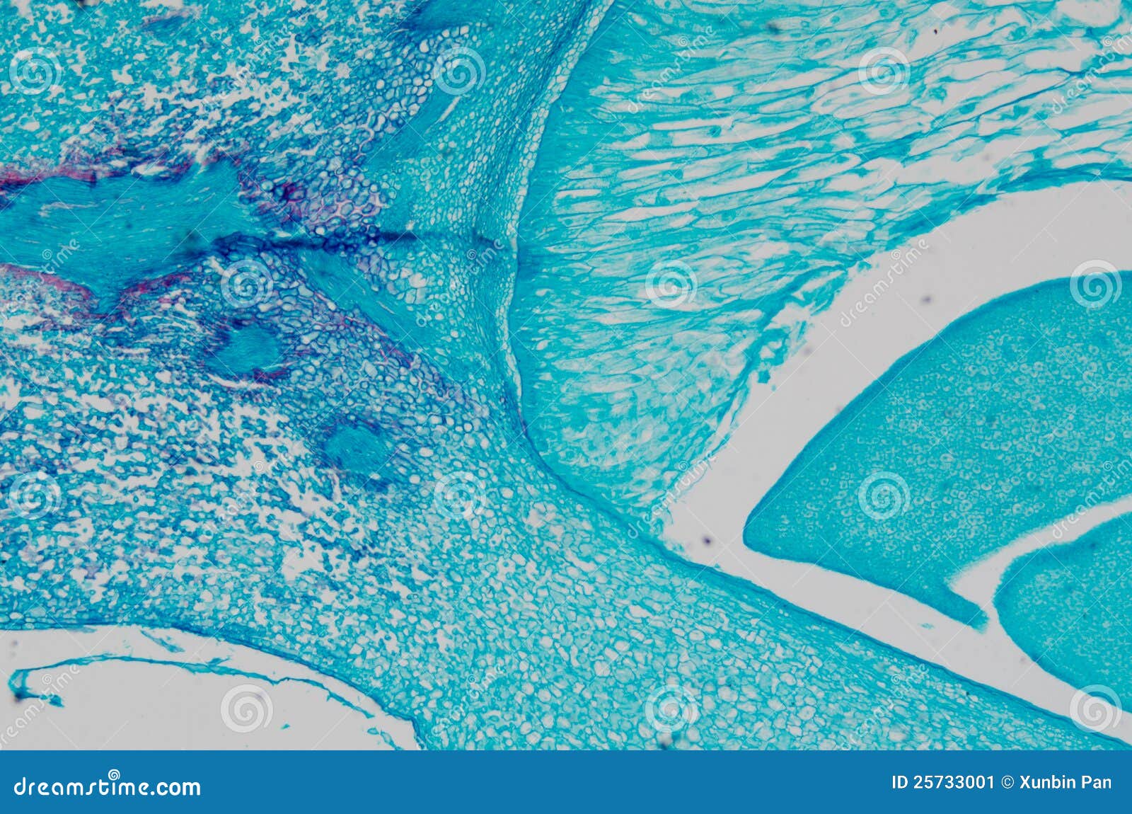 Microscopy corn embryo stock image. Image of crop, coleoptile - 25733001