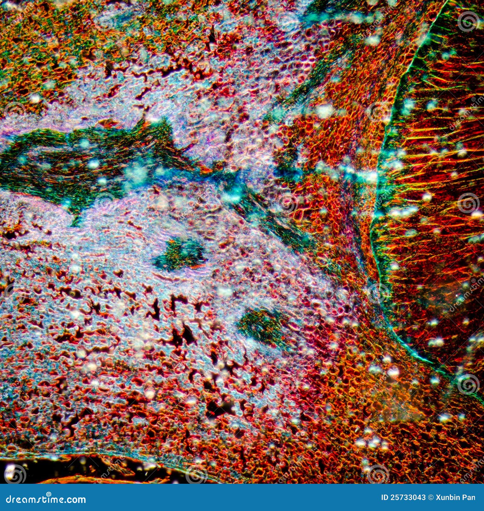 Microscopy corn embryo stock image. Image of botanical - 25733043