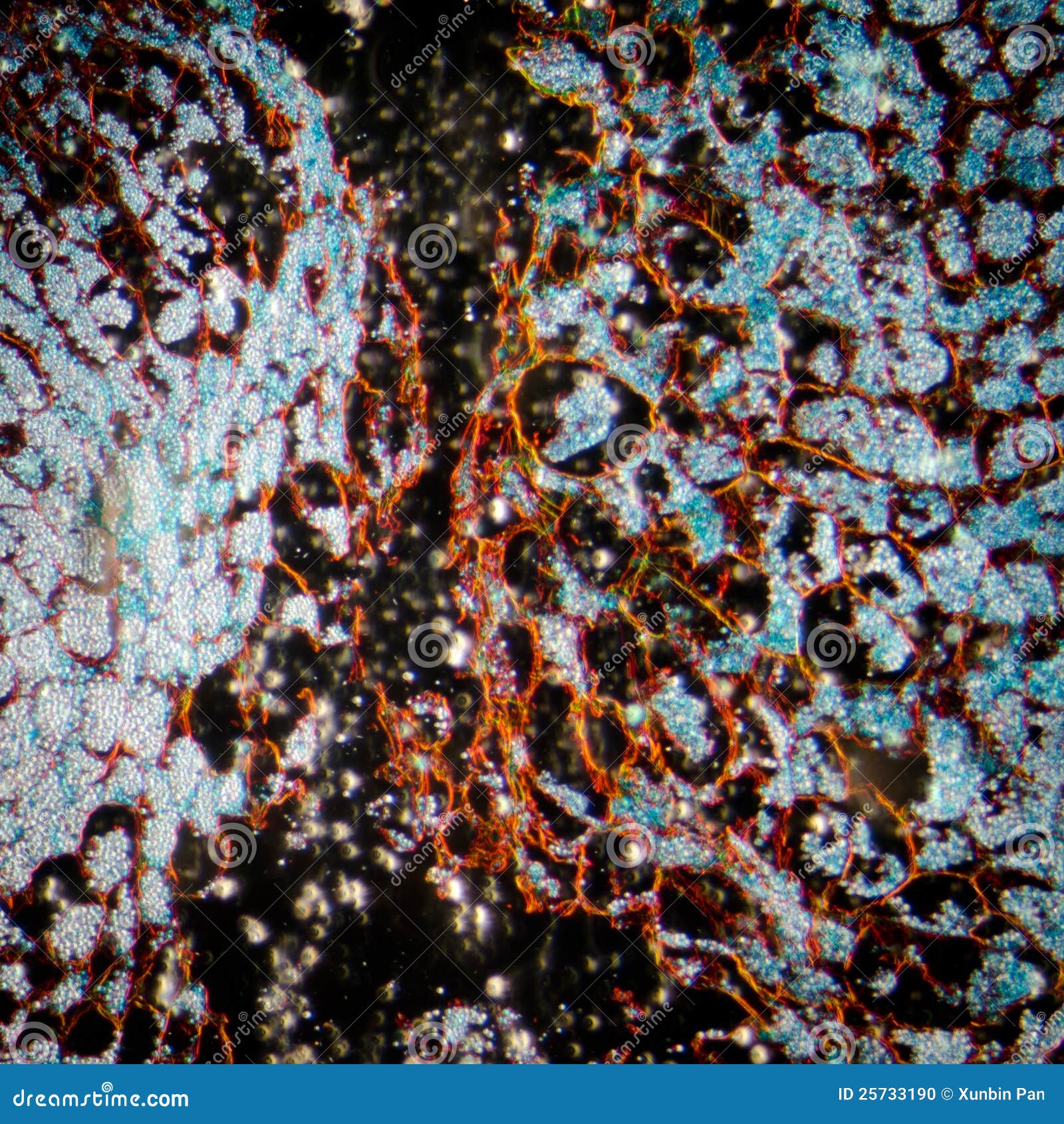 Microscopy corn embryo stock photo. Image of cellular - 25733190