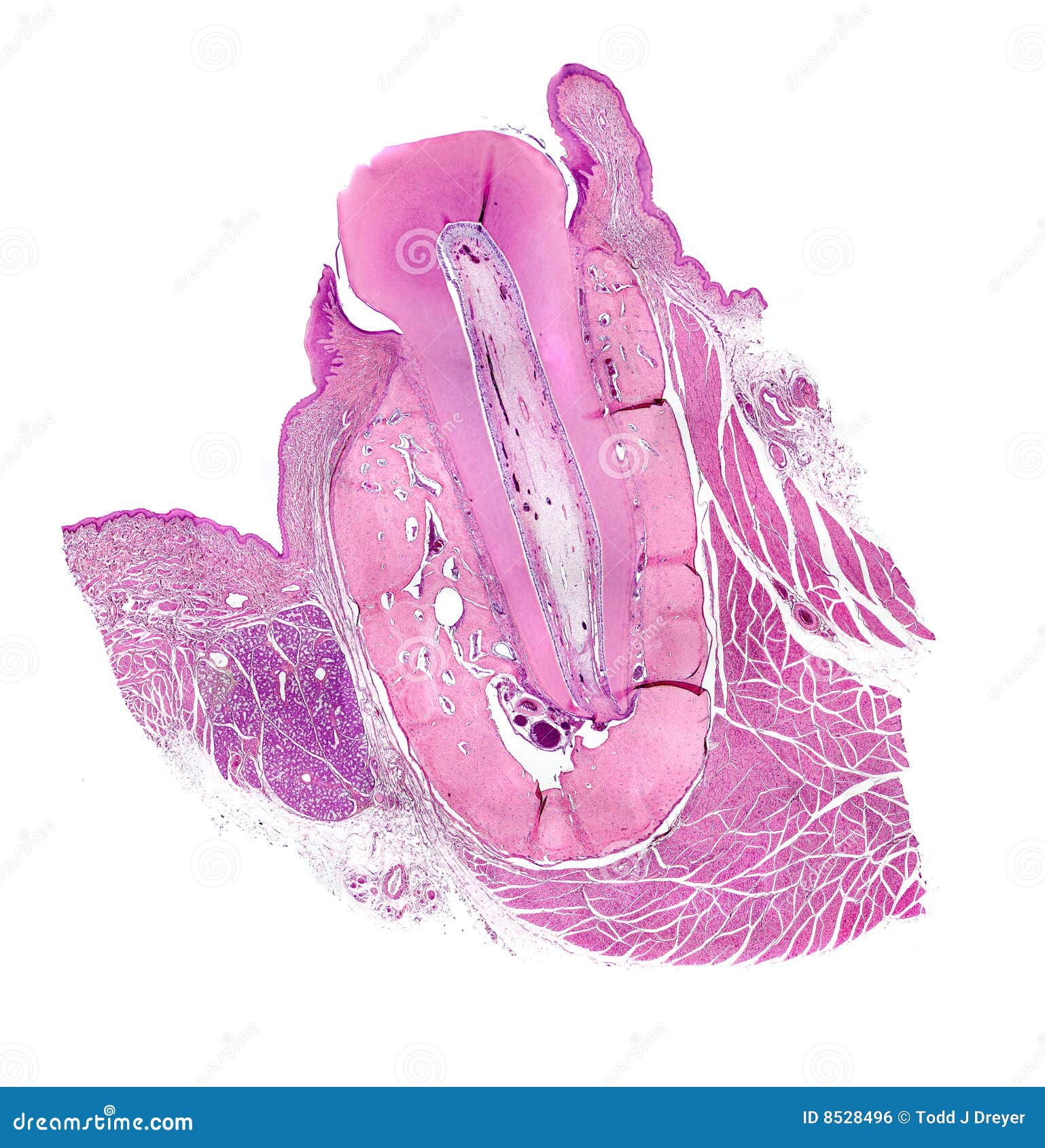 Microscopy of Human Tooth stock photo. Image of scientific - 8528496