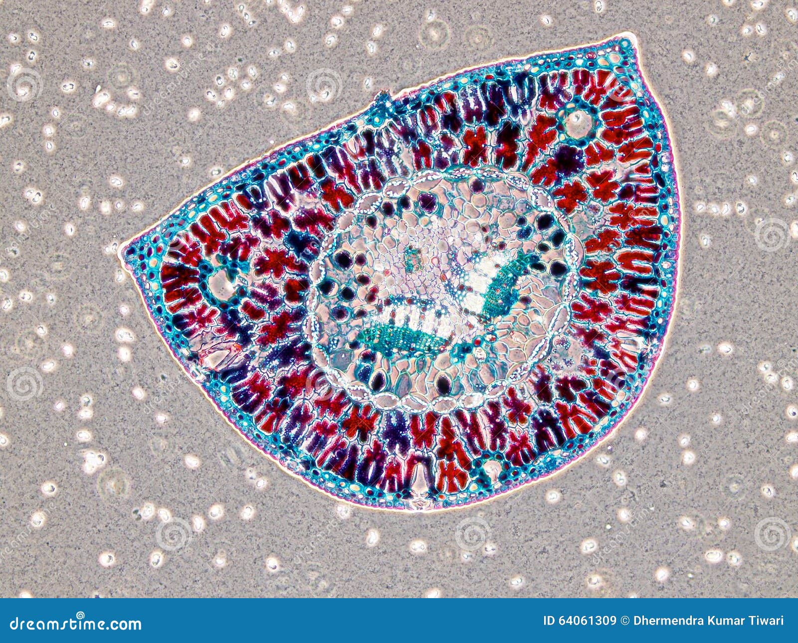 Microscopy Image Daphnia Water Flea Freshwater Aquatic Crustacean ...