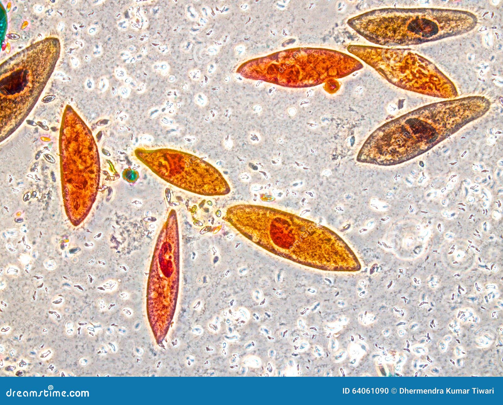 Microscopy Images Of Paramecium Stock Photography | CartoonDealer.com ...