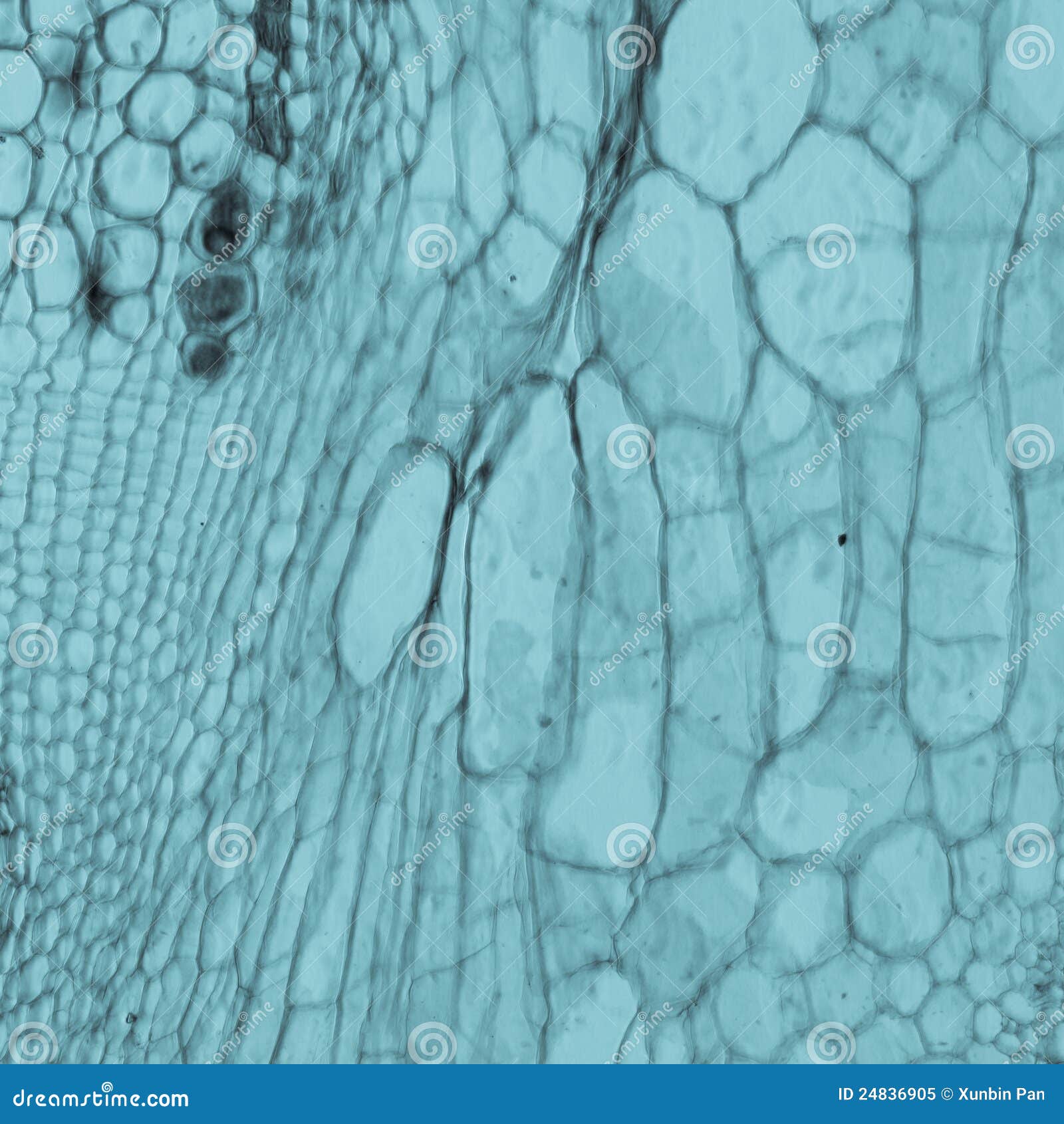 Microscopy Micrograph Plant Tissue, Stock Image - Image of pattern ...