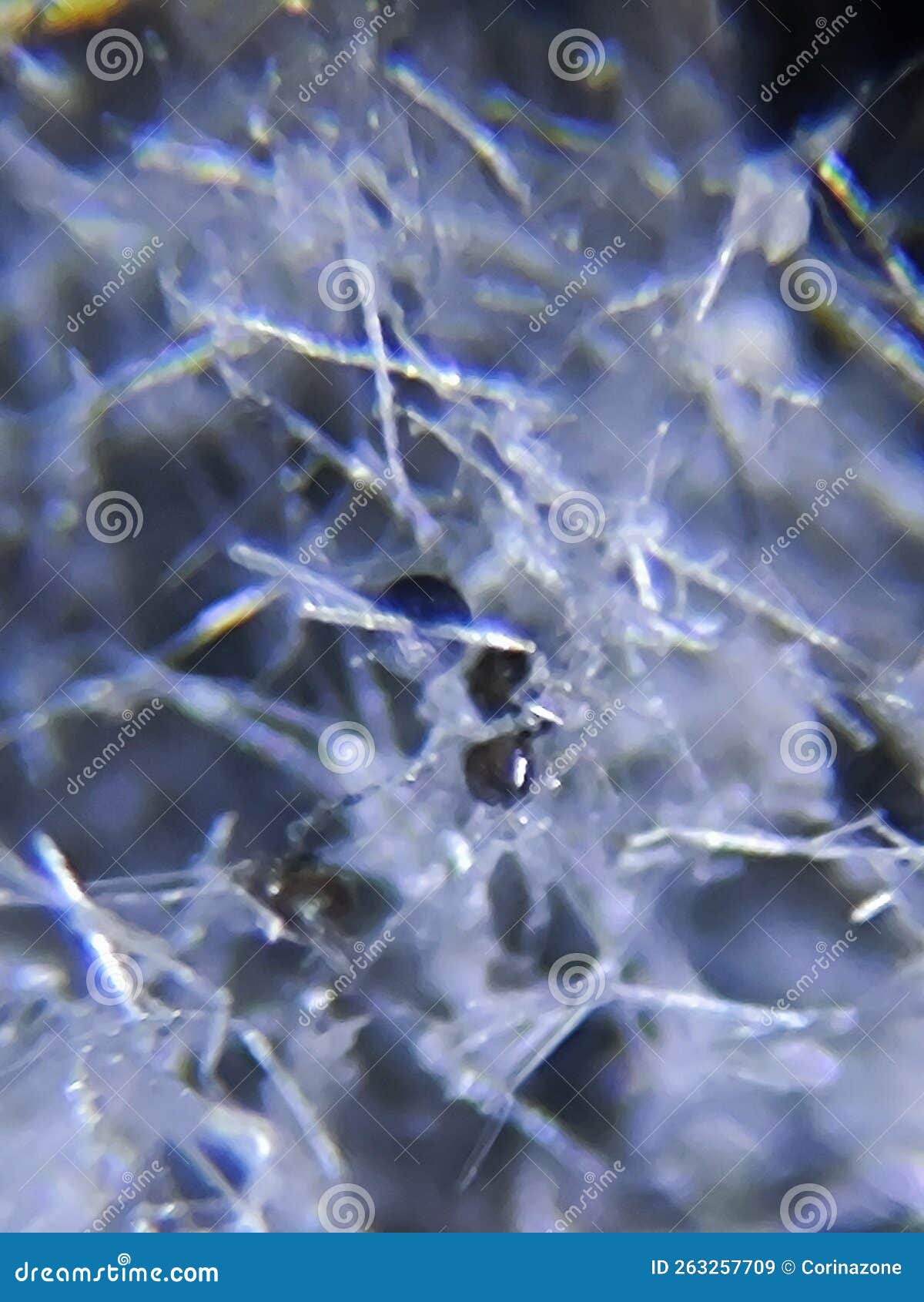 Aspergillus Genus Mold Under the Microscope Stock Image - Image of ...