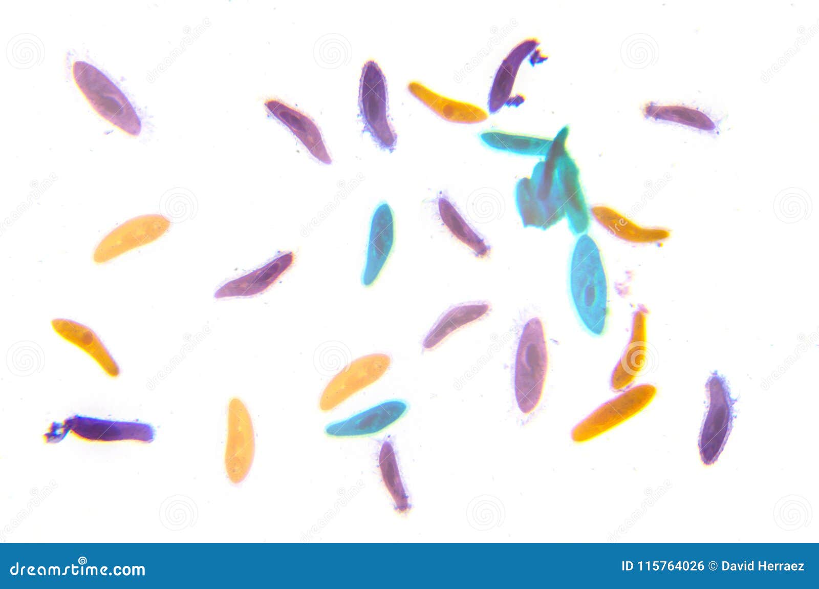 Microscopy Photography. Paramecium Stock Photo - Image of macro ...