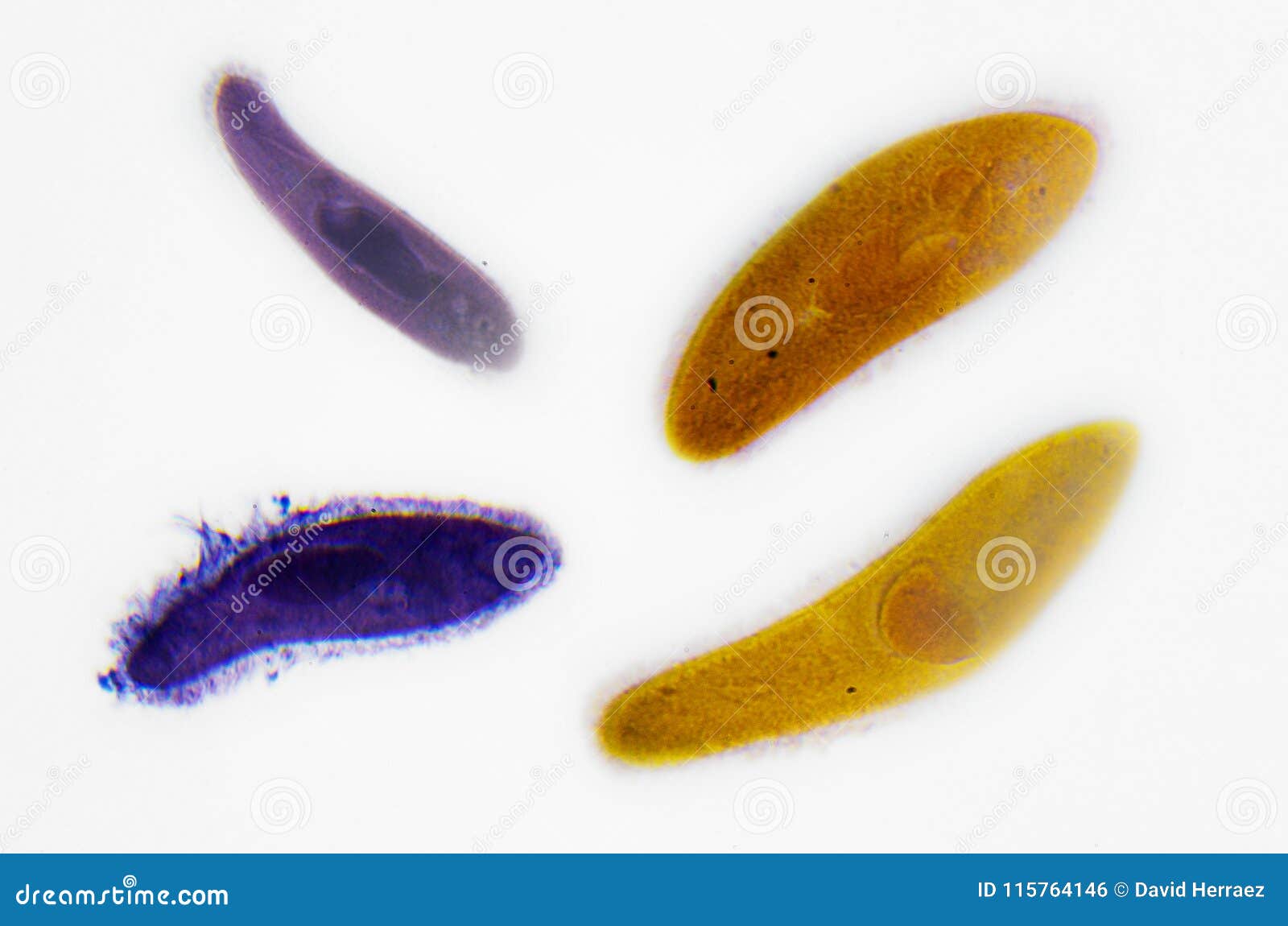Microscopy Photography. Paramecium Stock Photo - Image of medicine ...