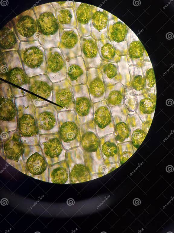 Microscopy stock image. Image of plant, solution, hypertonic - 137348635