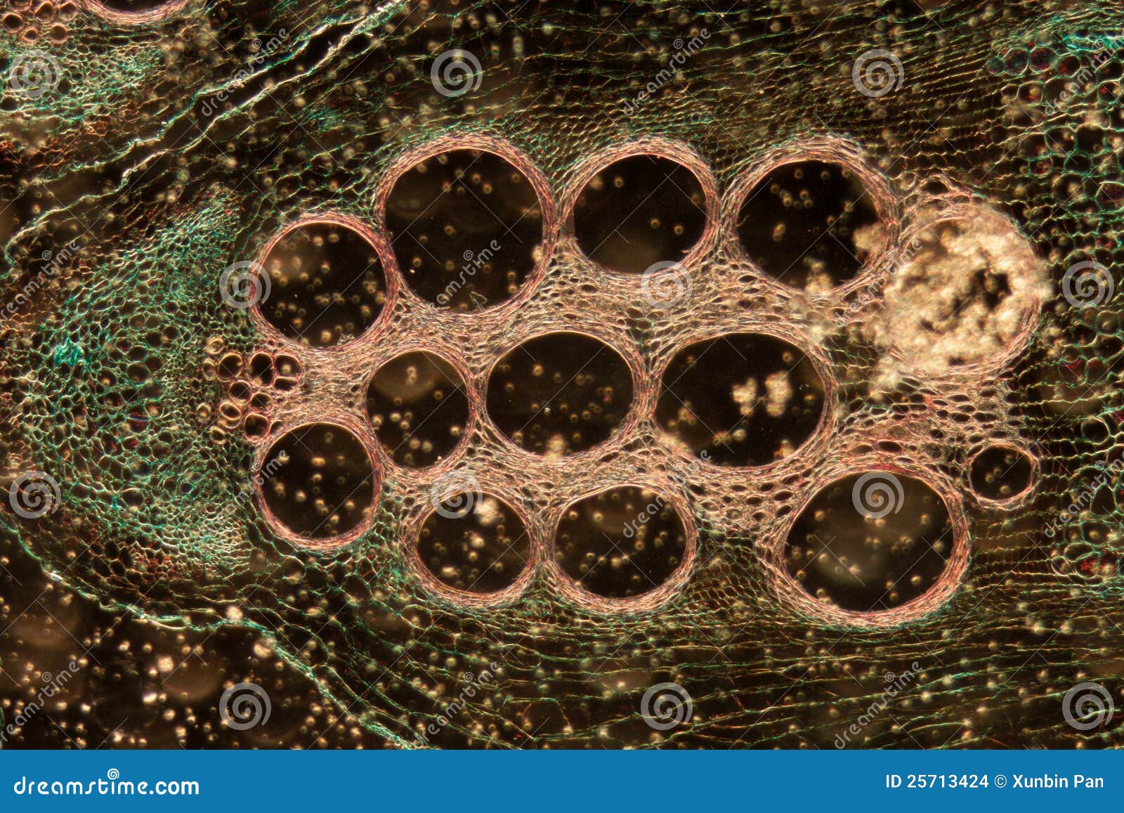 Microscopy stem of pumpkin stock photo. Image of micrograph - 25713424