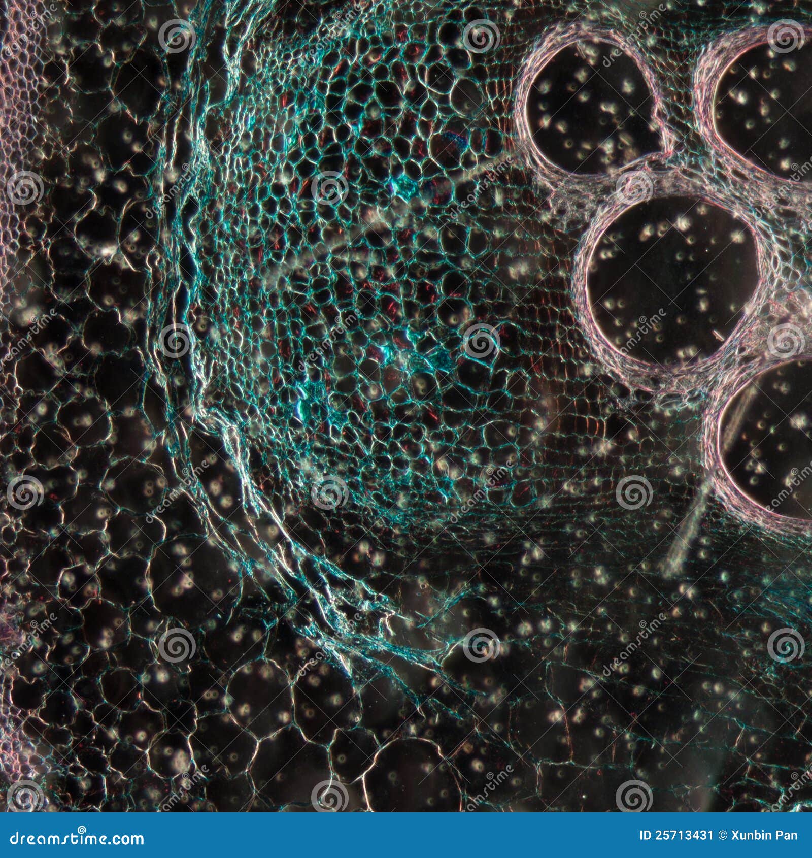 Microscopy stem of pumpkin stock image. Image of biology - 25713431