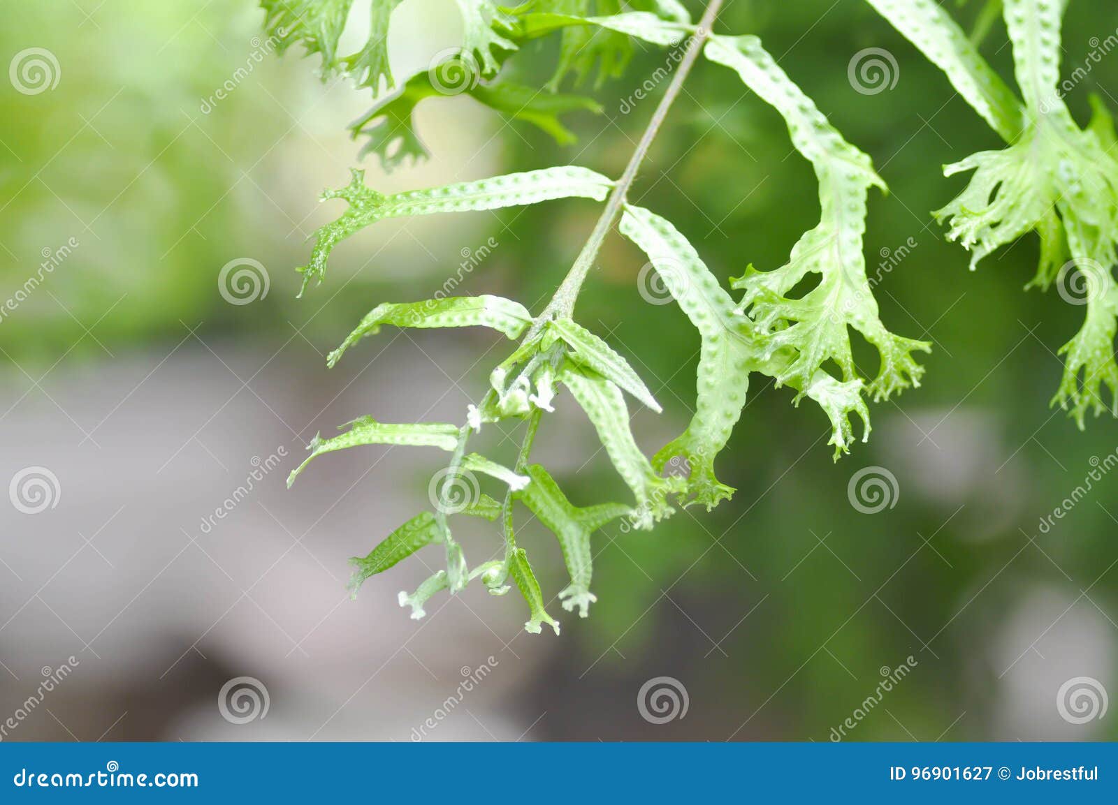 Microsorum Punctatum or Mermaid`s Tail Fern Stock Image - Image of ...