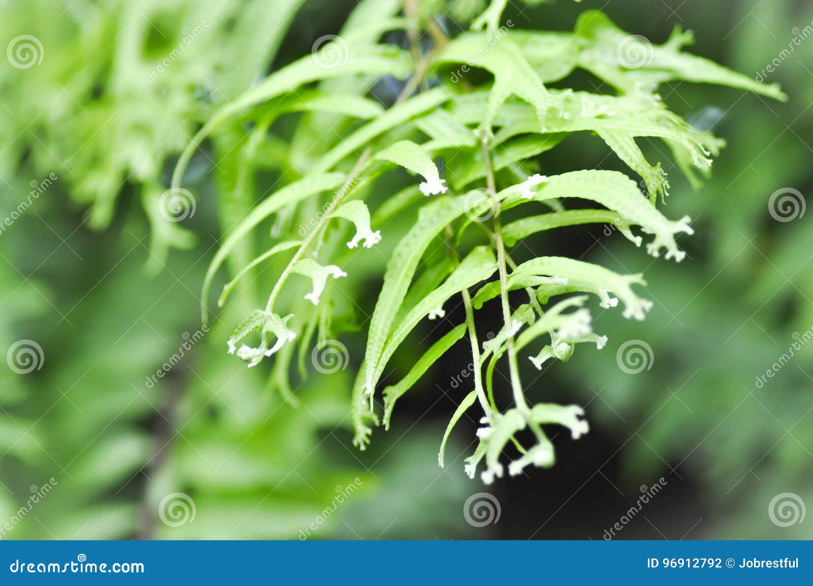 Microsorum Punctatum or Mermaid`s Tail Fern Stock Photo - Image of ...