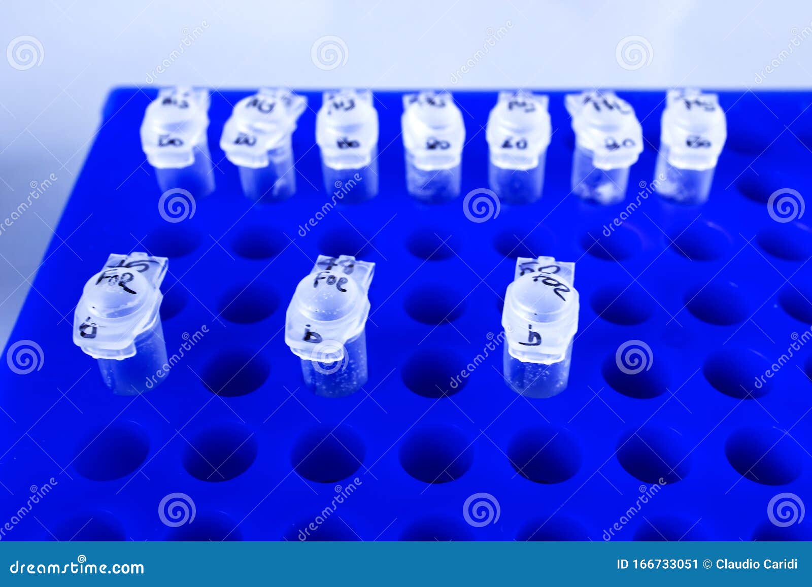 Microtubes 0.2 Ml in Blue Rack. Sample of DNA Amplified in PCR ...