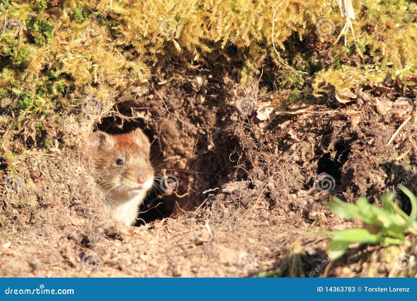Microtus arvalis stock image. Image of ground, mouse - 14363783