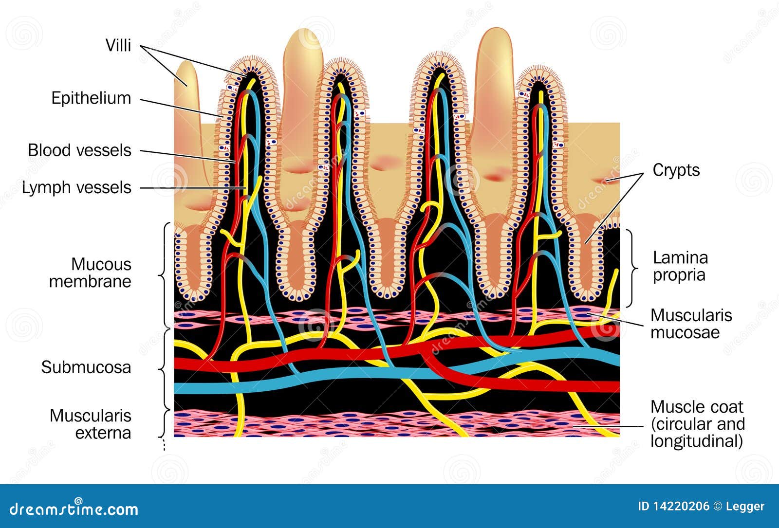 Microvellosidades Imagen de archivo libre de regalías - Imagen: 14220206