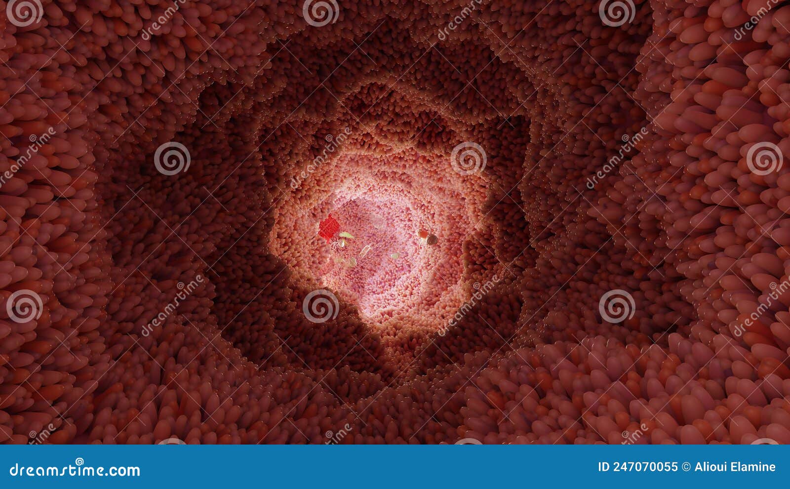 Microvilli Surface of Digestive System, Intestinal Villi with Bacteria ...