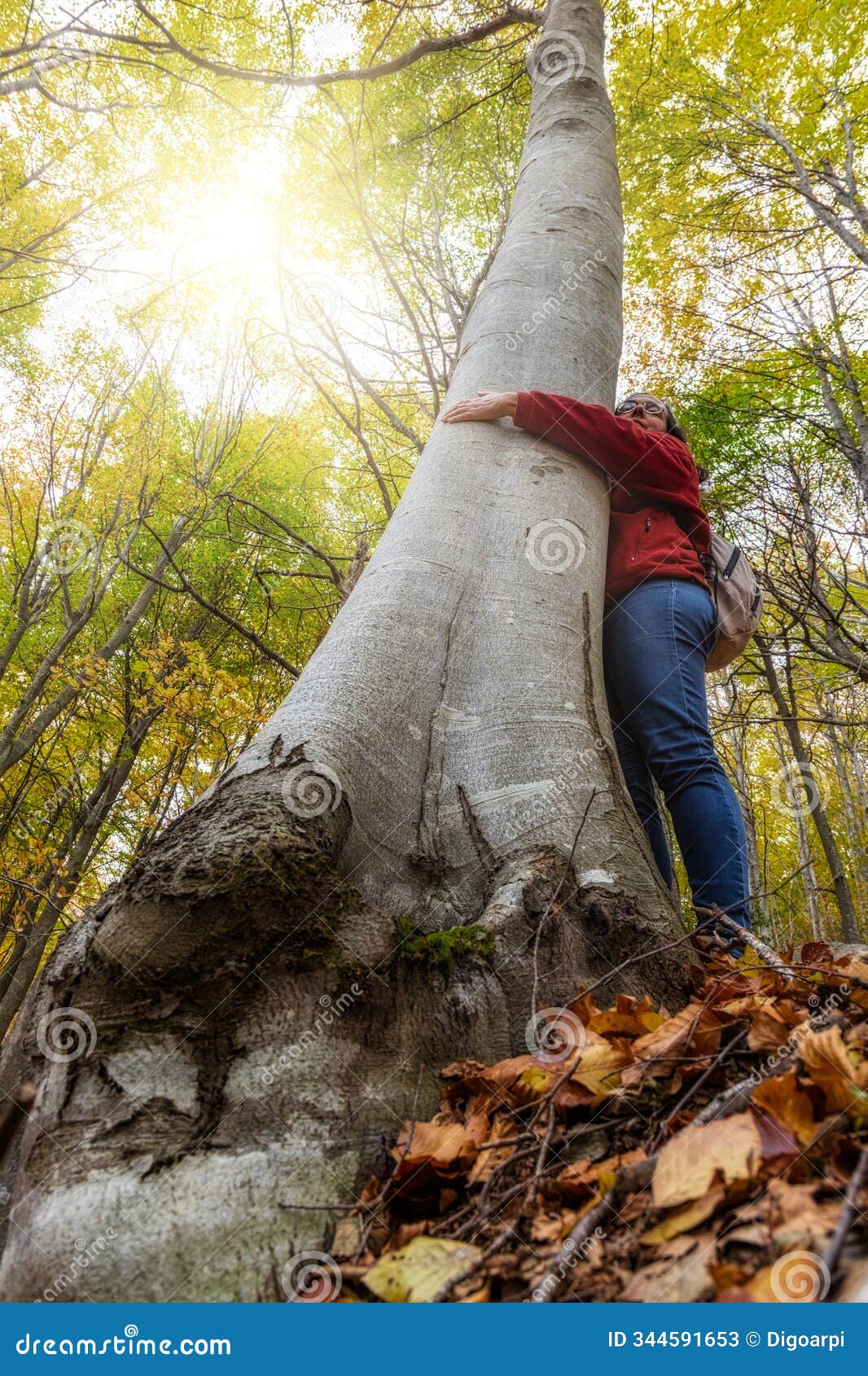 Mid Aged Woman Hugging a Big Beech Tree on the Forest in Autumn Stock ...