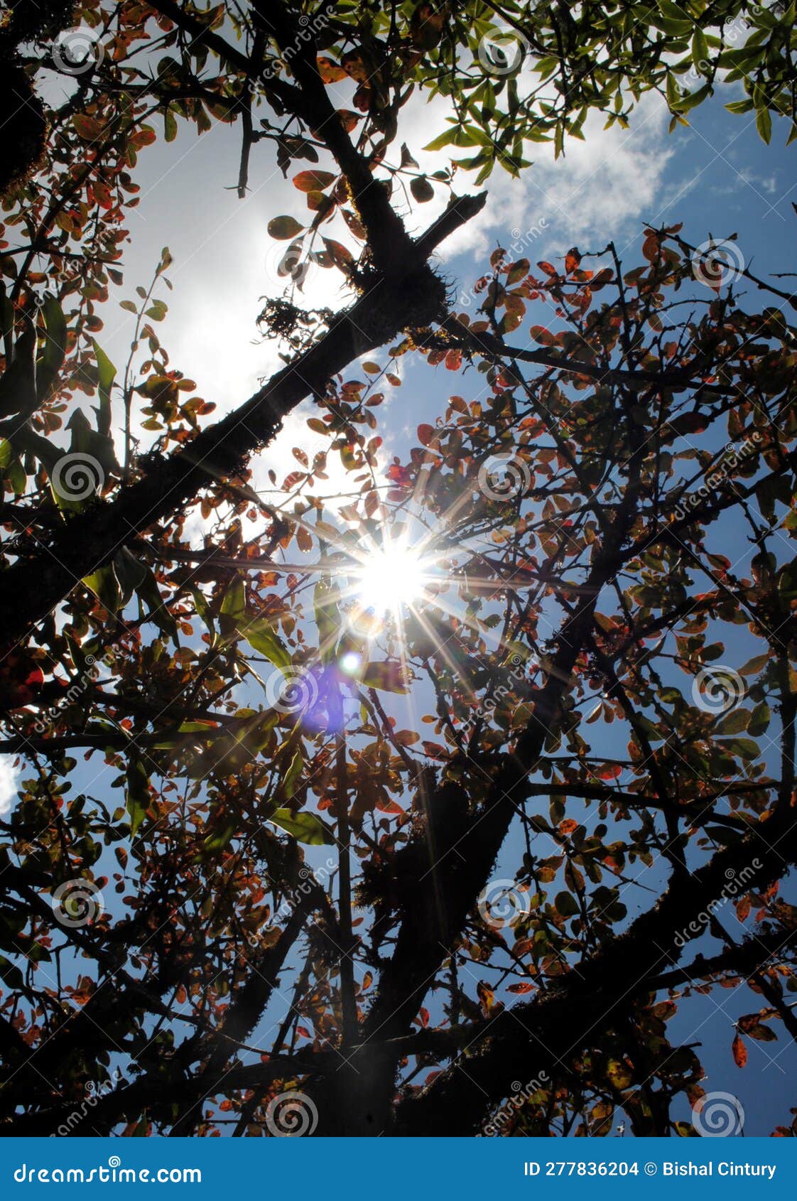 Mid Day Sun Dazzling Peeping Inside Trees Stock Photo - Image of ...