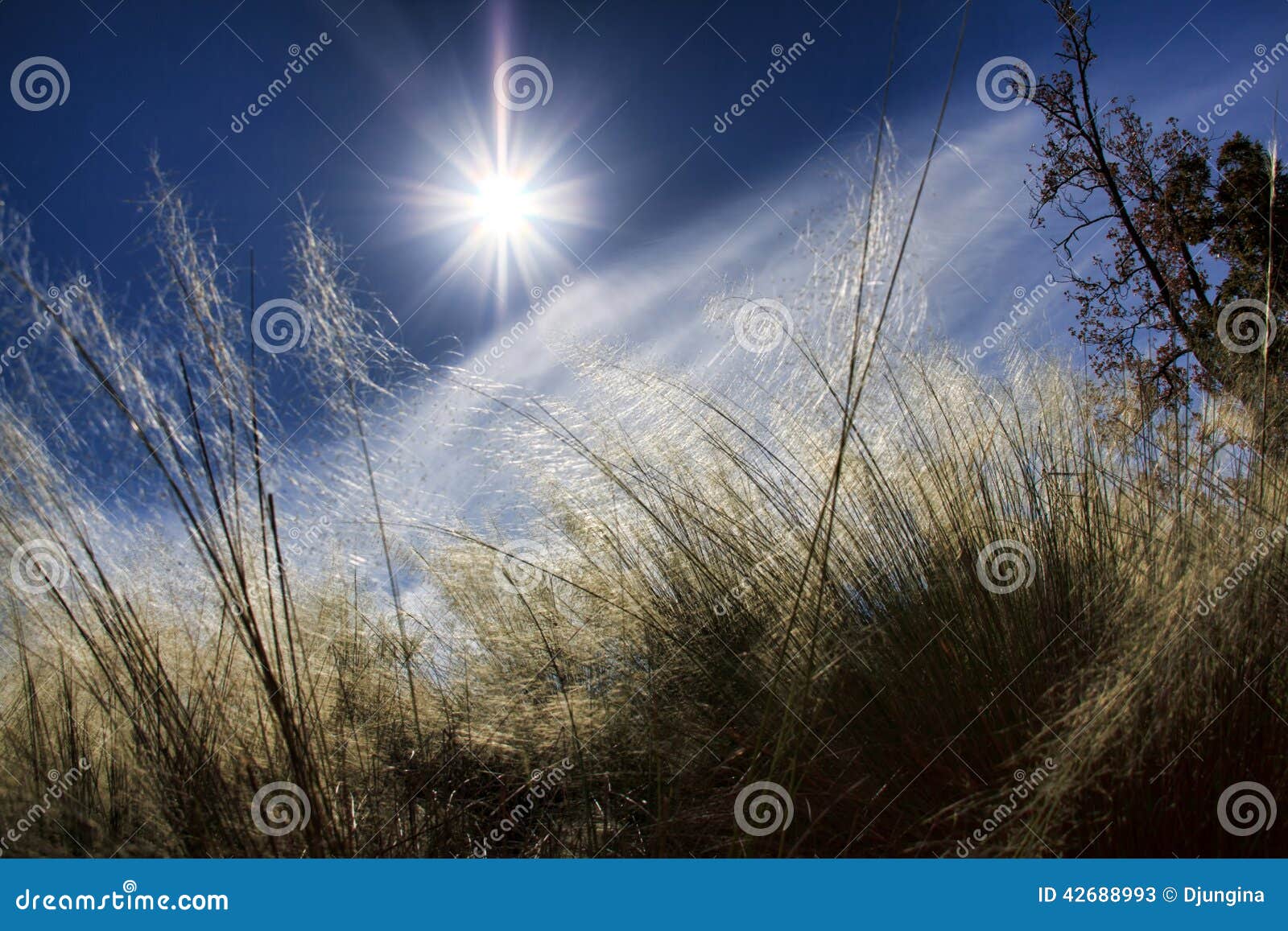 Mid Day Sun stock image. Image of light, green, morning - 42688993