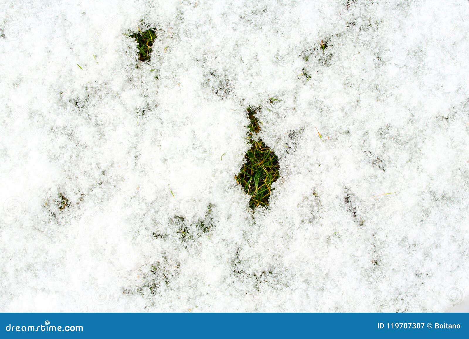 Mid-high Lawn with Snow Texture. Park Lawn Texture. Top View, Overhead ...