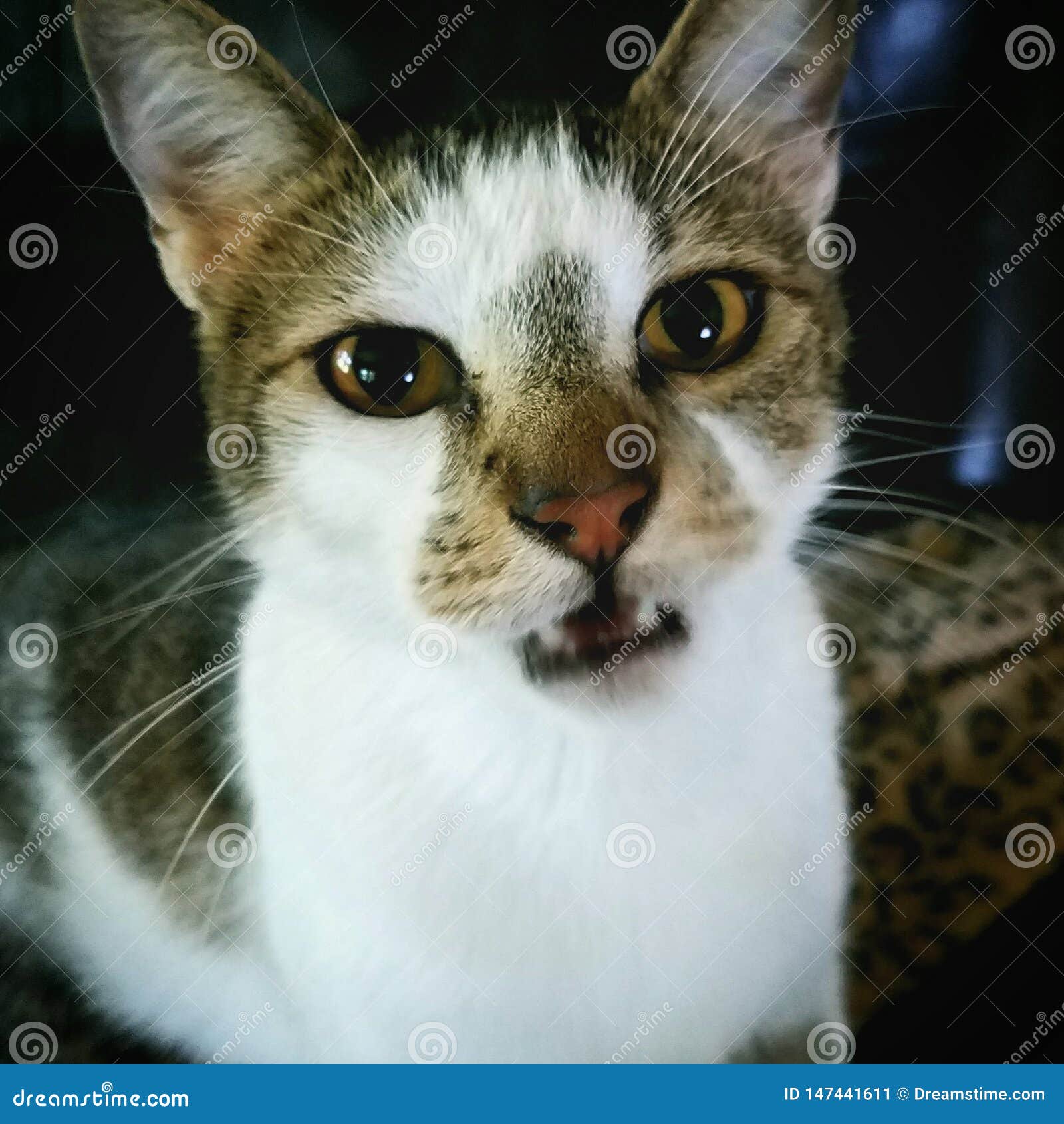 Mid Meow stock image. Image of kitten, handsome, meow - 147441611