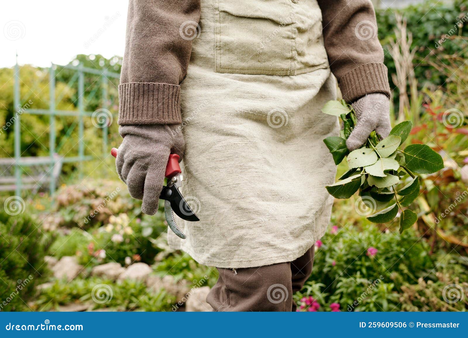 Mid Section of Female Gardener in Apron and Gloves Holding Bunch of ... Mid Section of Female Gardener in Apron and Gloves Holding Bunch of ...