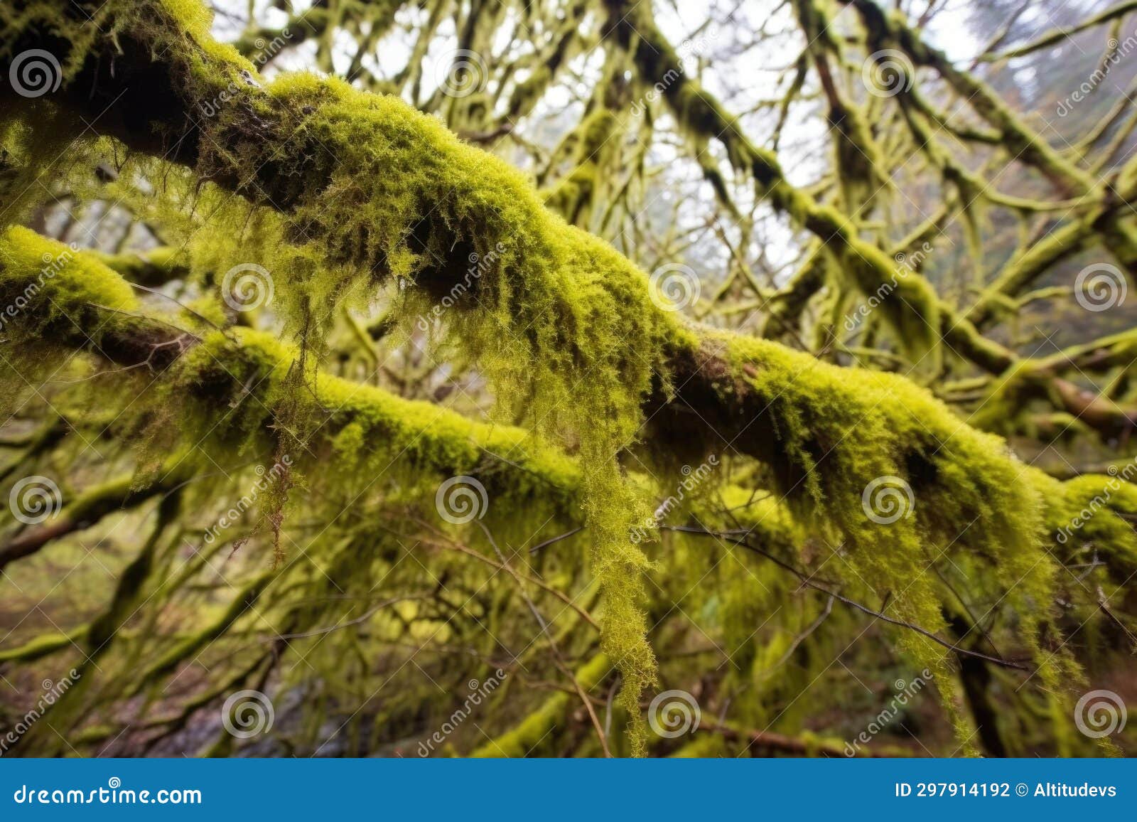 Mid-shot of Tree Branch Fully Covered in Moss Stock Photo - Image of ...