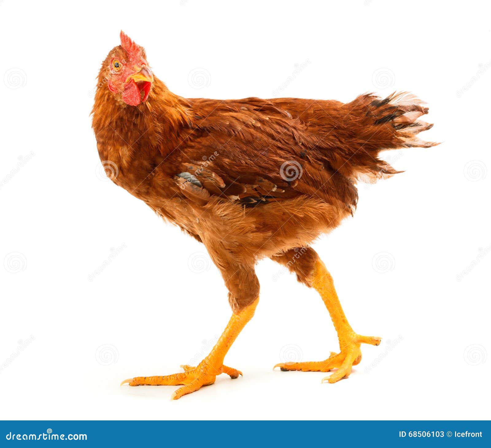 Mid-sized Brown Pullet Walking on White Stock Image - Image of young ...