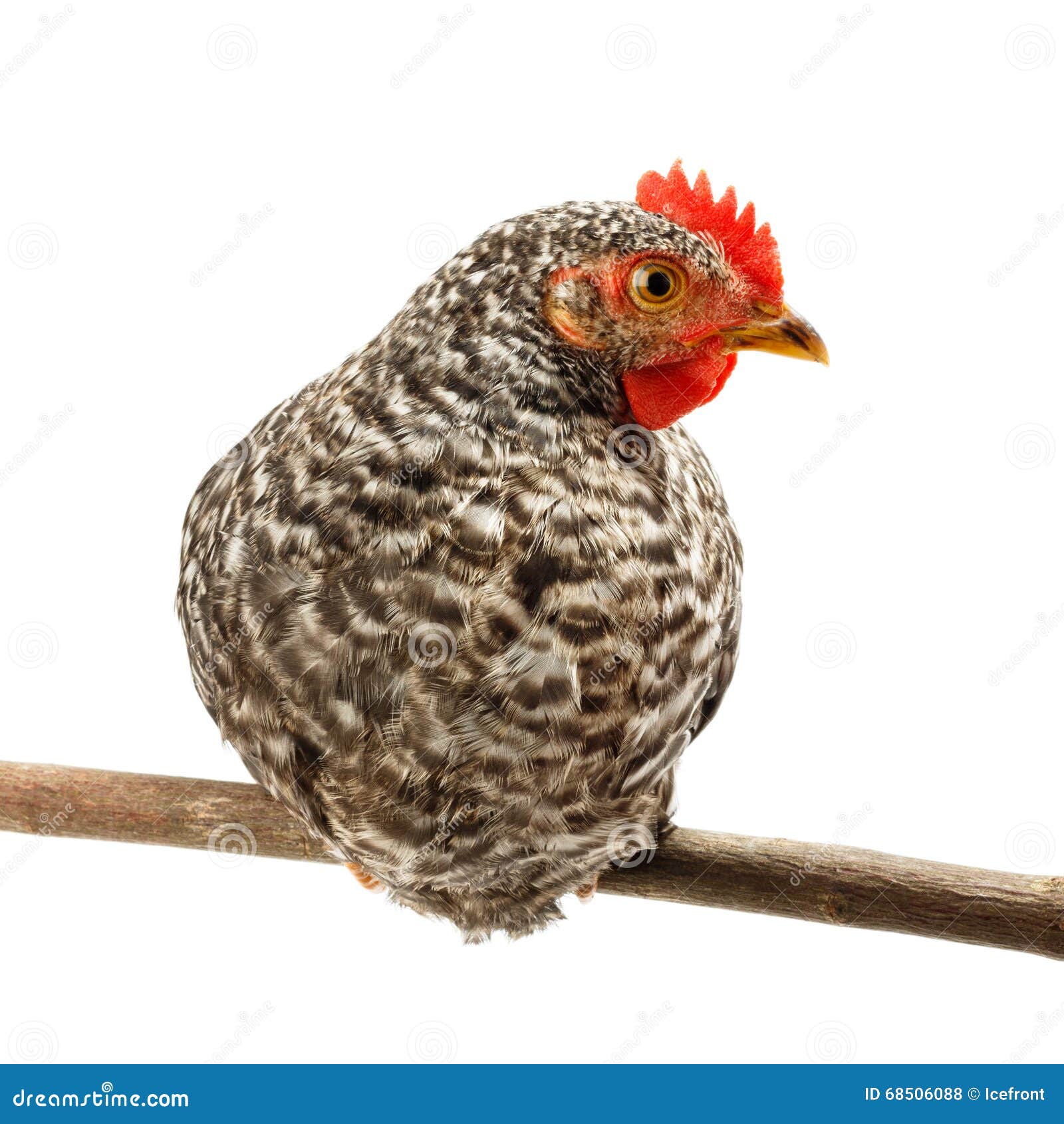 Mid-sized Pullet Sitting on Branch Stock Photo - Image of macro, hairy ...