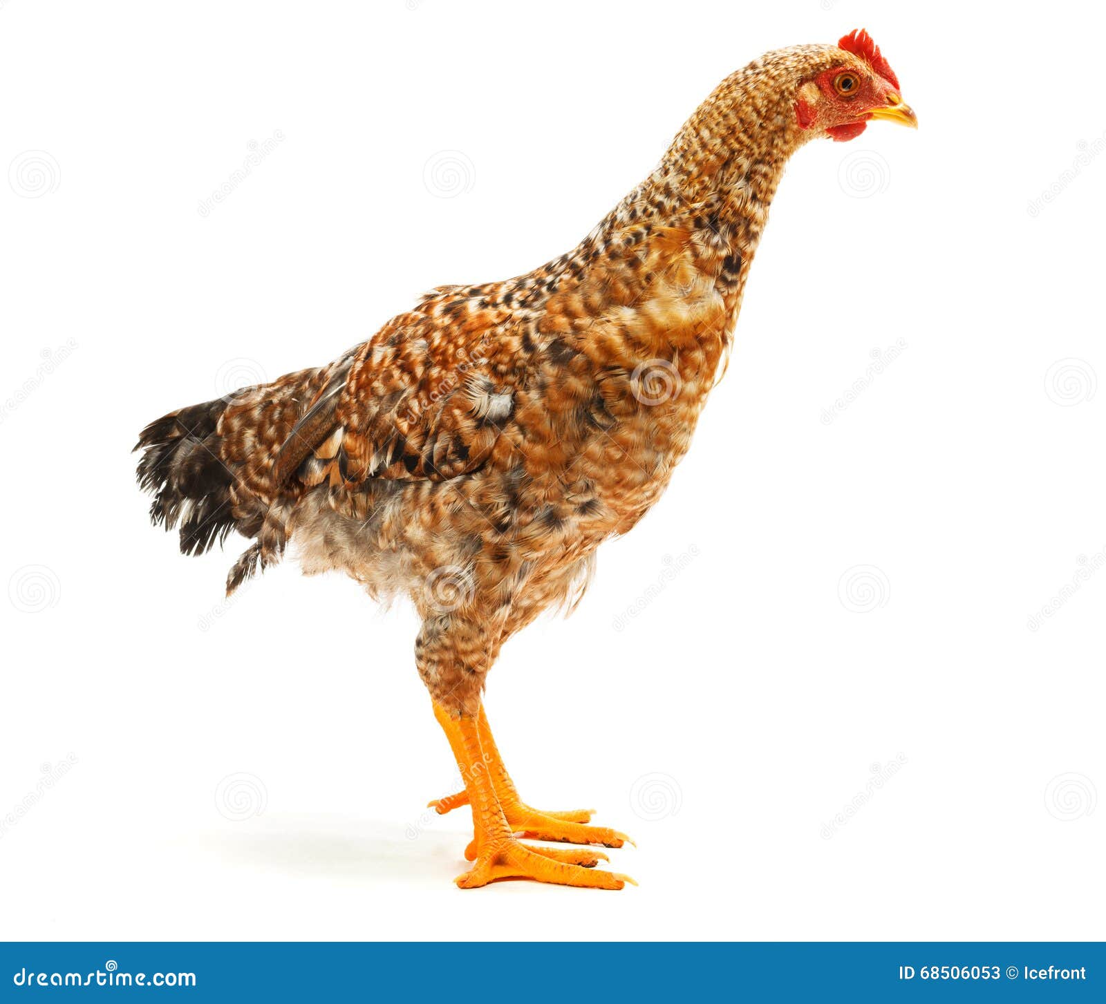 Mid-sized Pullet Standing on White Stock Image - Image of bird, pullet ...