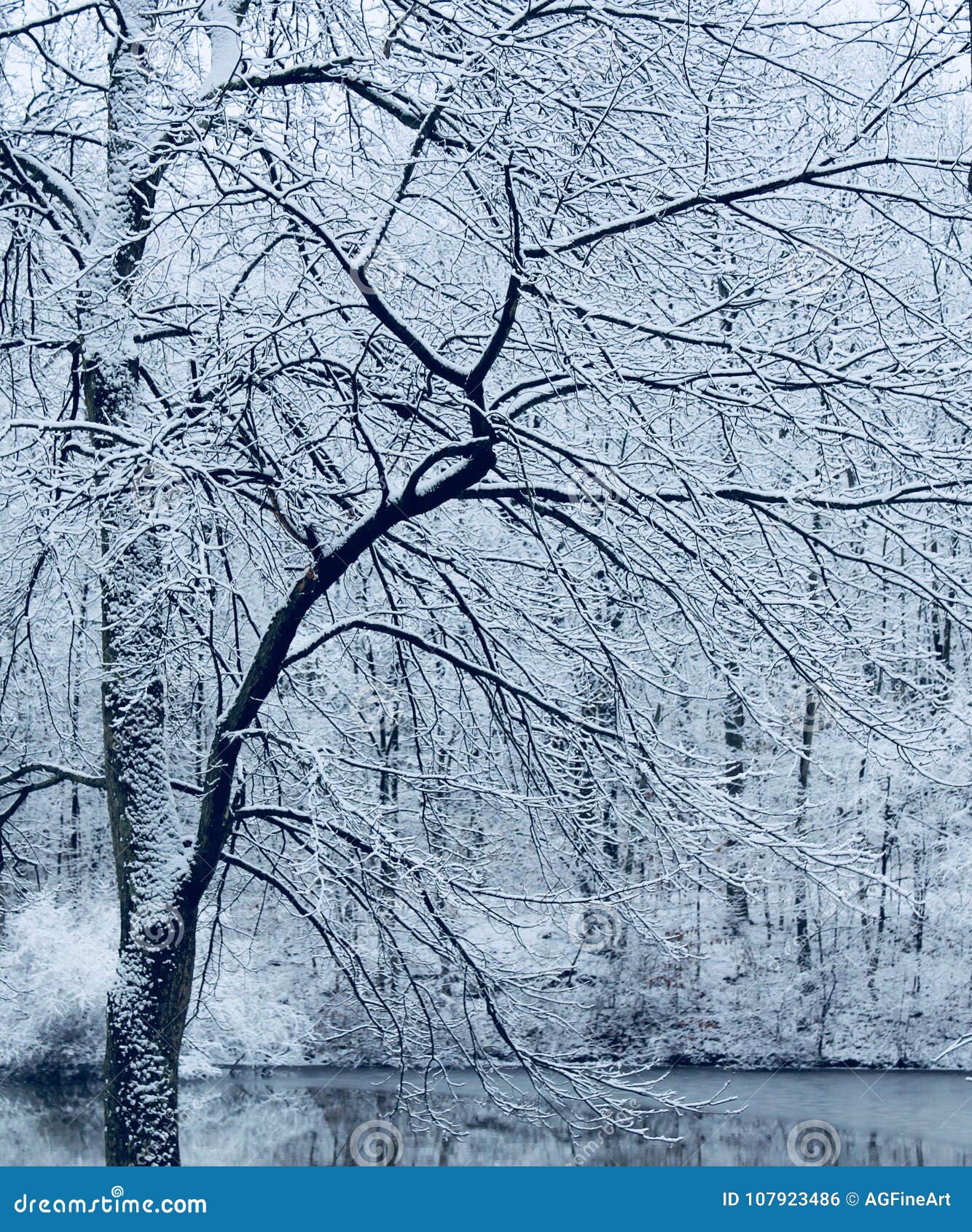 Mid-Winter Morning Snow stock photo. Image of white - 107923486