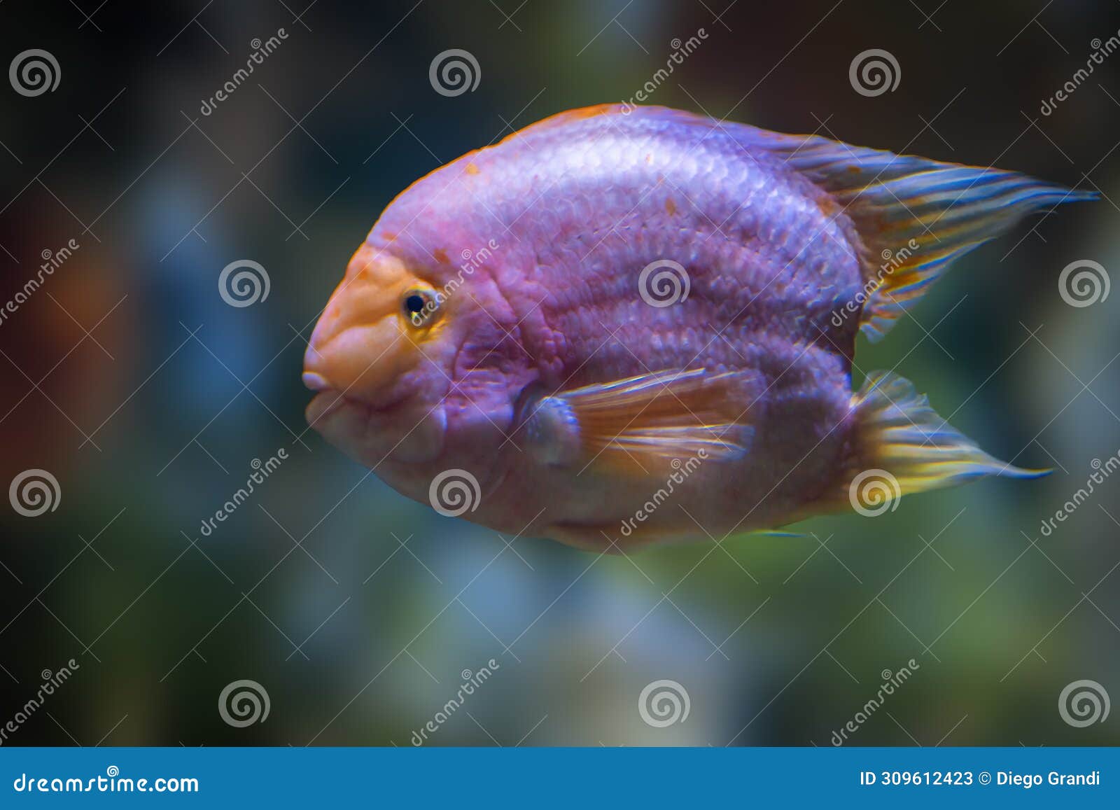 The Midas Cichlid Amphilophus Citrinellus. Stock Image | CartoonDealer ...