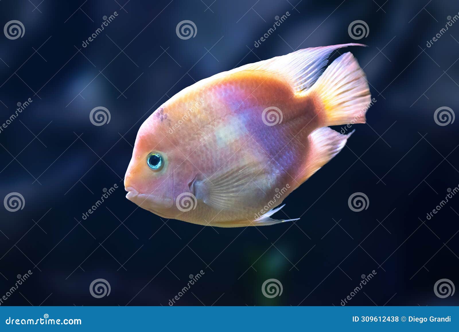 Midas Cichlid - Freshwater Fish Stock Photo - Image of ecology, cute ...