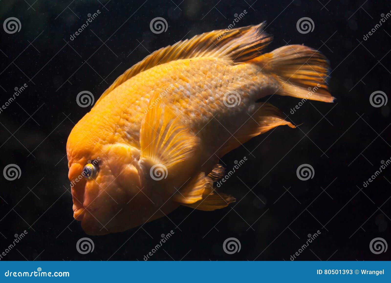 Midas Cichlid Amphilophus Citrinellus. Stock Image - Image of ...