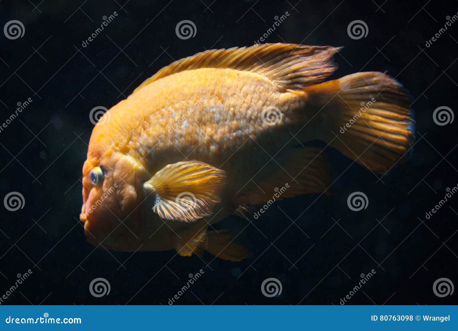 Midas Cichlid Amphilophus Citrinellus. Stock Photo - Image of nature ...
