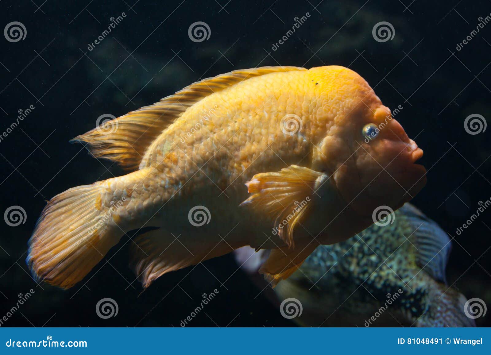 Midas Cichlid Royalty-Free Stock Photography | CartoonDealer.com #22185905