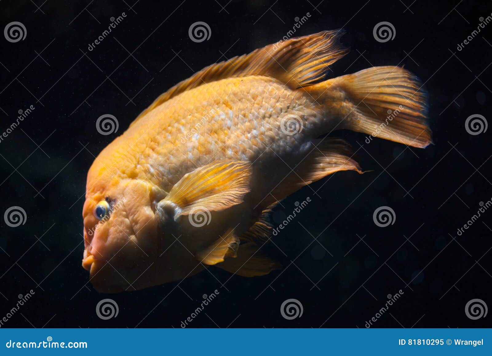 Midas Cichlid Amphilophus Citrinellus. Stock Image - Image of central ...