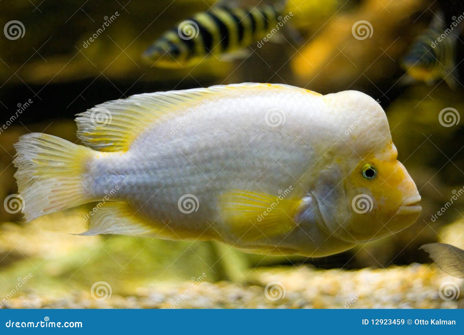 Midas Cichlid (Cichlasoma Citrinellum) Stock Image - Image of white ...