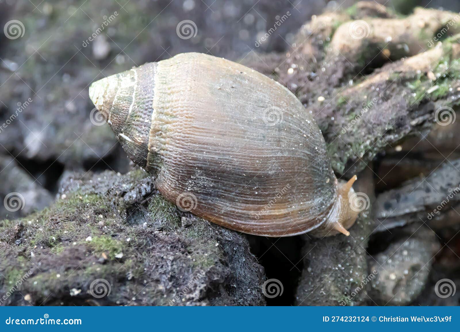 Midas Ear Shell, Ellobium Aurismidae Stock Photo - Image of gastropod ...